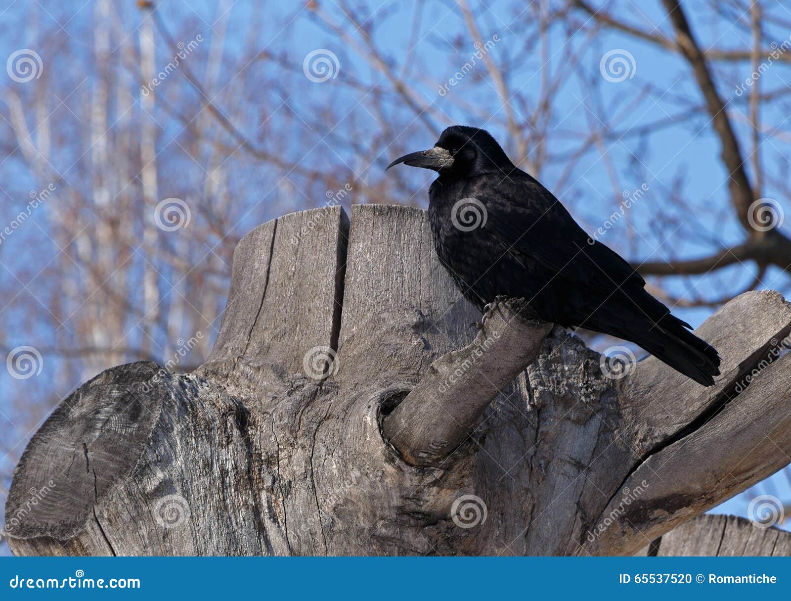 Black crow stock photo. Image of stump, blue, crow, tree - 65537520