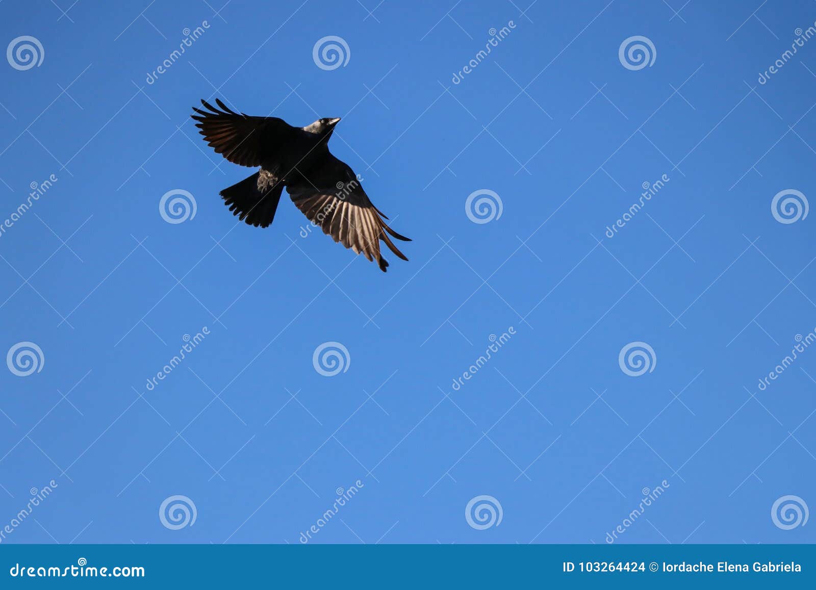 A black crow on the sky stock photo. Image of flock - 103264424