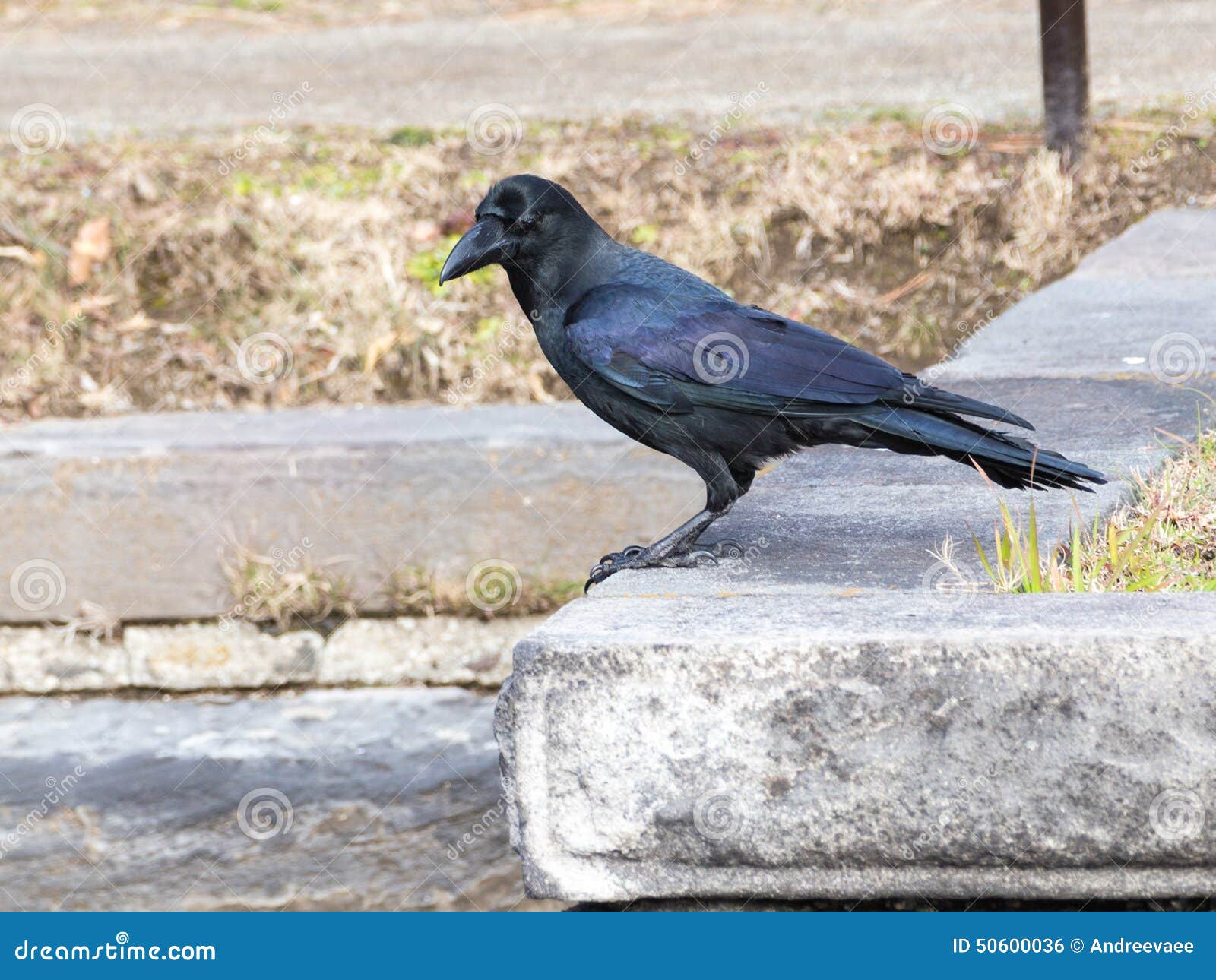 Black crow stock photo. Image of shiny, sullen, crow - 50600036