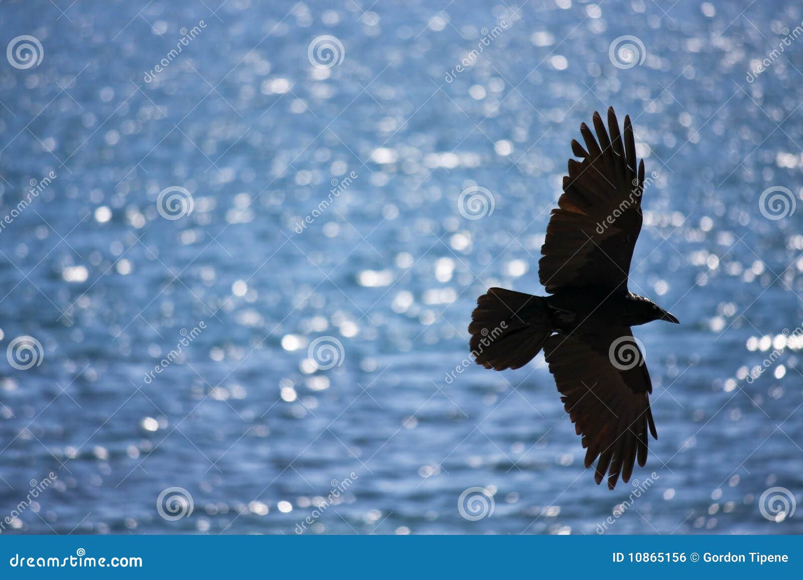 Black Crow Soaring Over Water Stock Photography | CartoonDealer.com ...