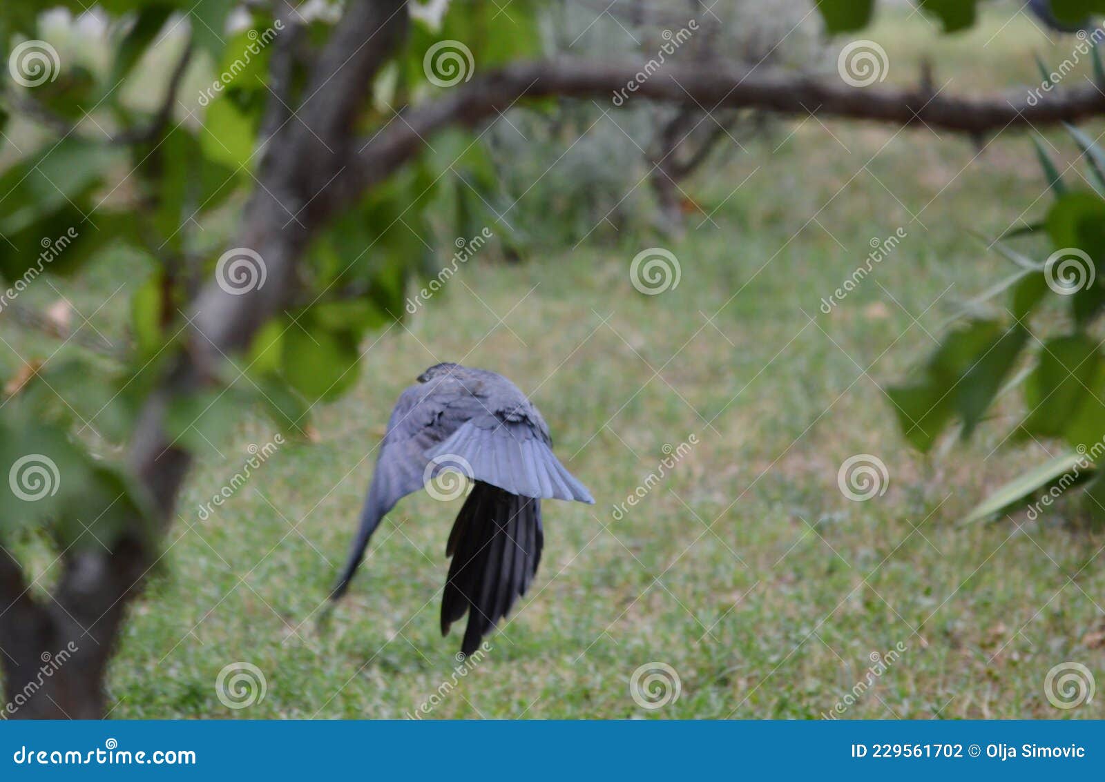 Black Crow Spreads Its Wings To Fly Stock Photo - Image of leaf ...