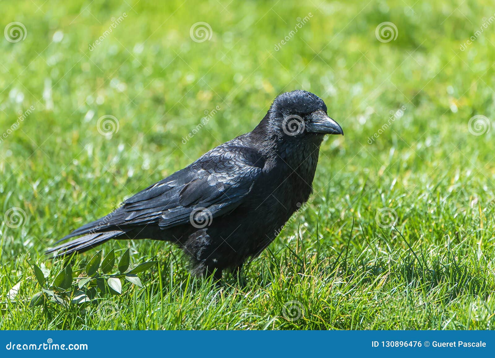 Black crow stock photo. Image of crowing, looking, carrion - 130896476
