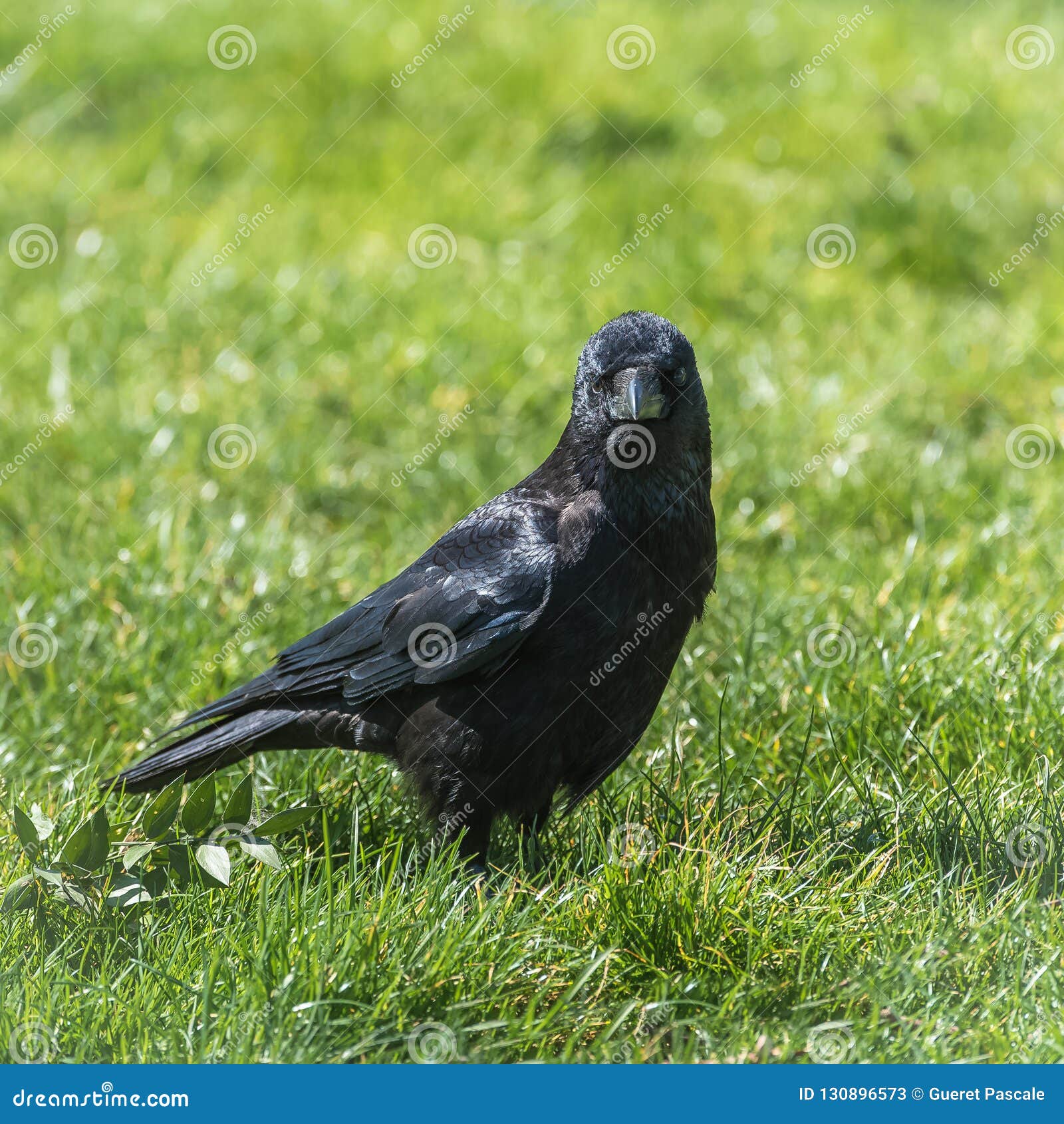 Black crow stock image. Image of fence, lawn, feathers - 130896573