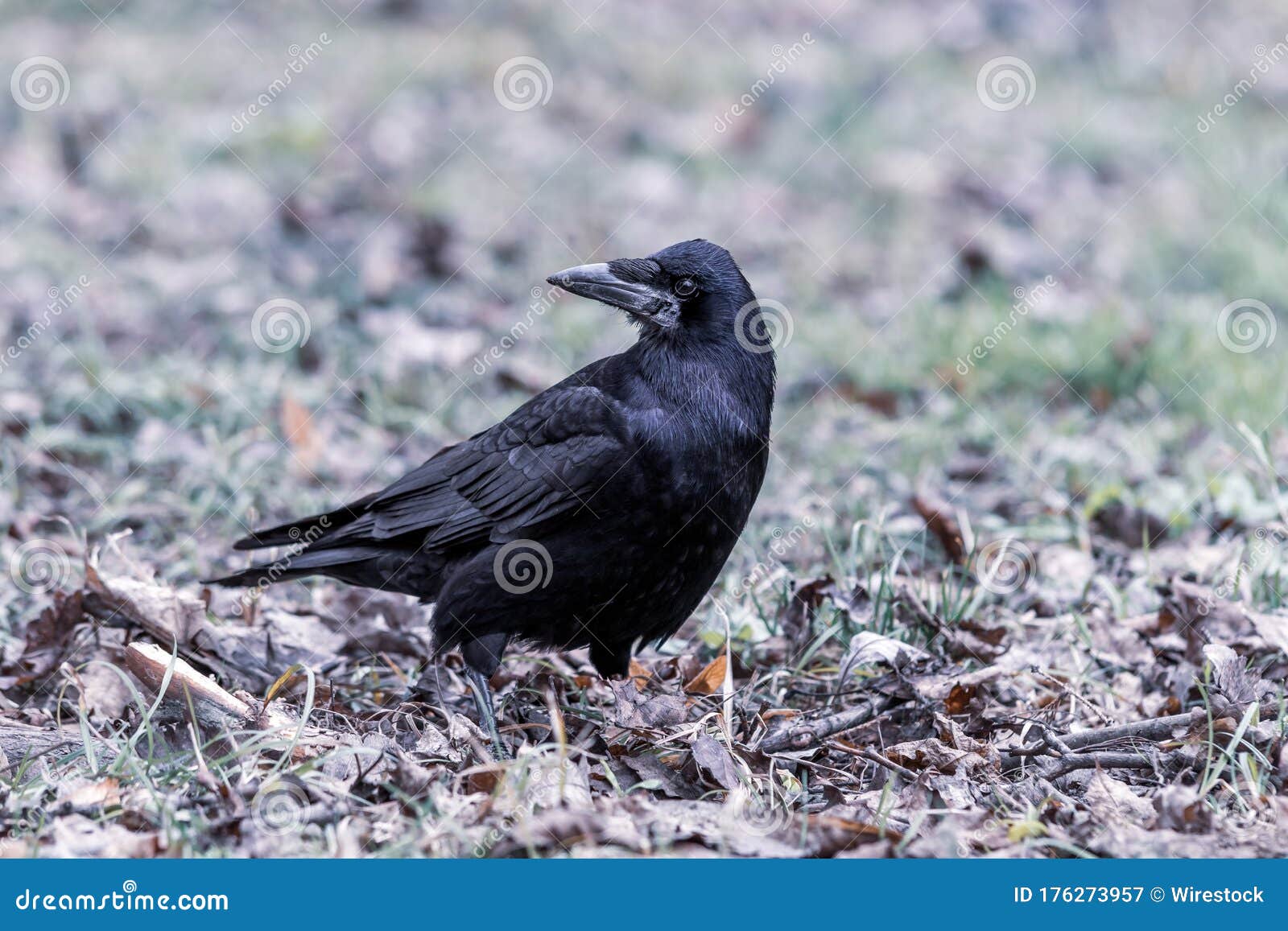 Black Crow Standing on the Ground Full of Grass and Leaves Stock Image ...