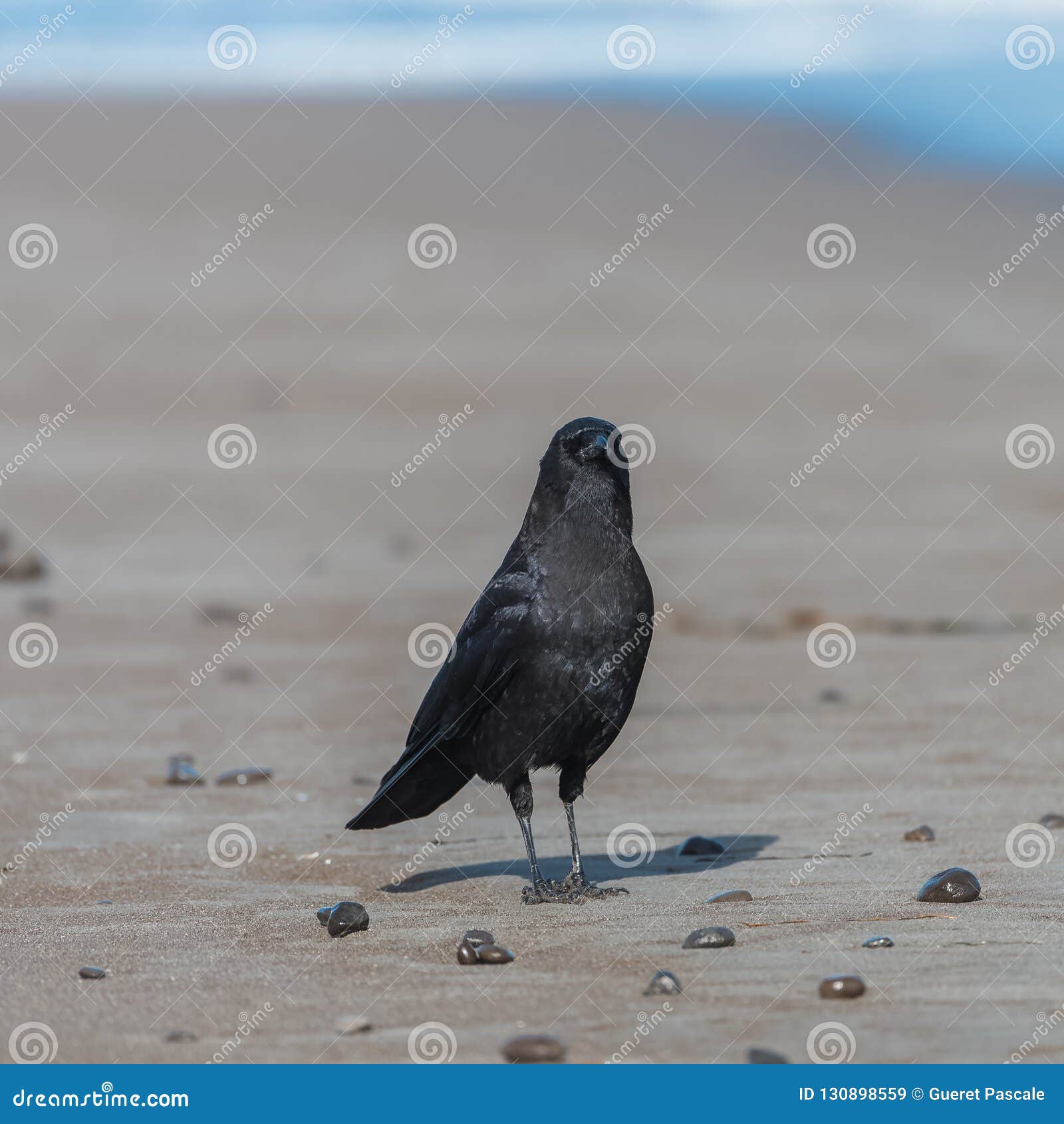Black crow stock image. Image of nature, isolated, raven - 130898559