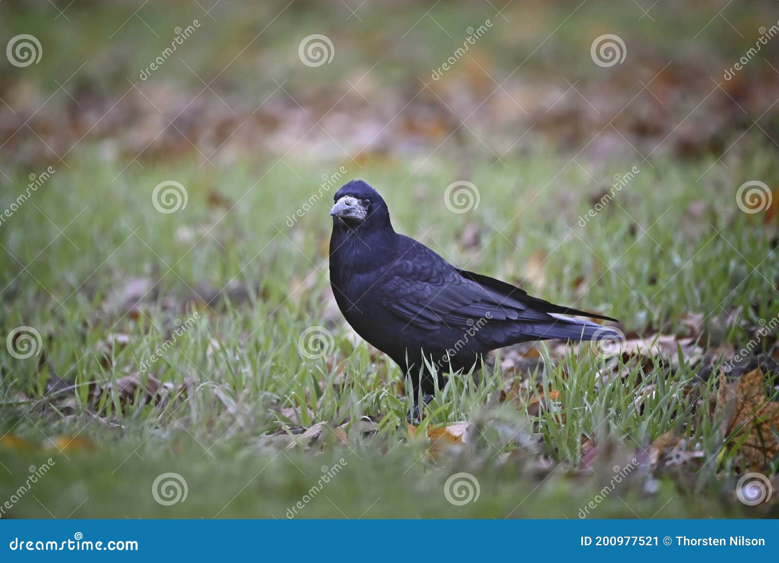 Black Crow Stands on Grass and Looking at Camera. Stock Image - Image ...