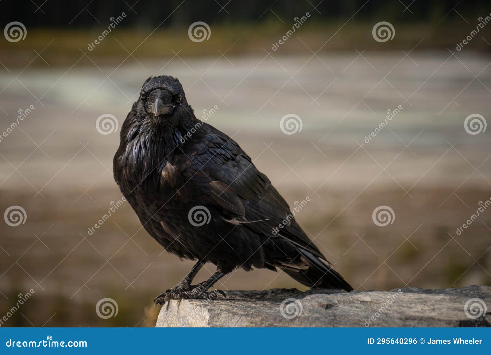 Black Crow Staring at the Camera Stock Photo - Image of outdoor, person ...