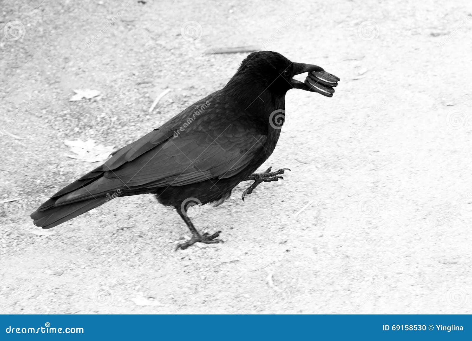 Black Crow is Stealing Biscuits Stock Photo - Image of creature, raven ...