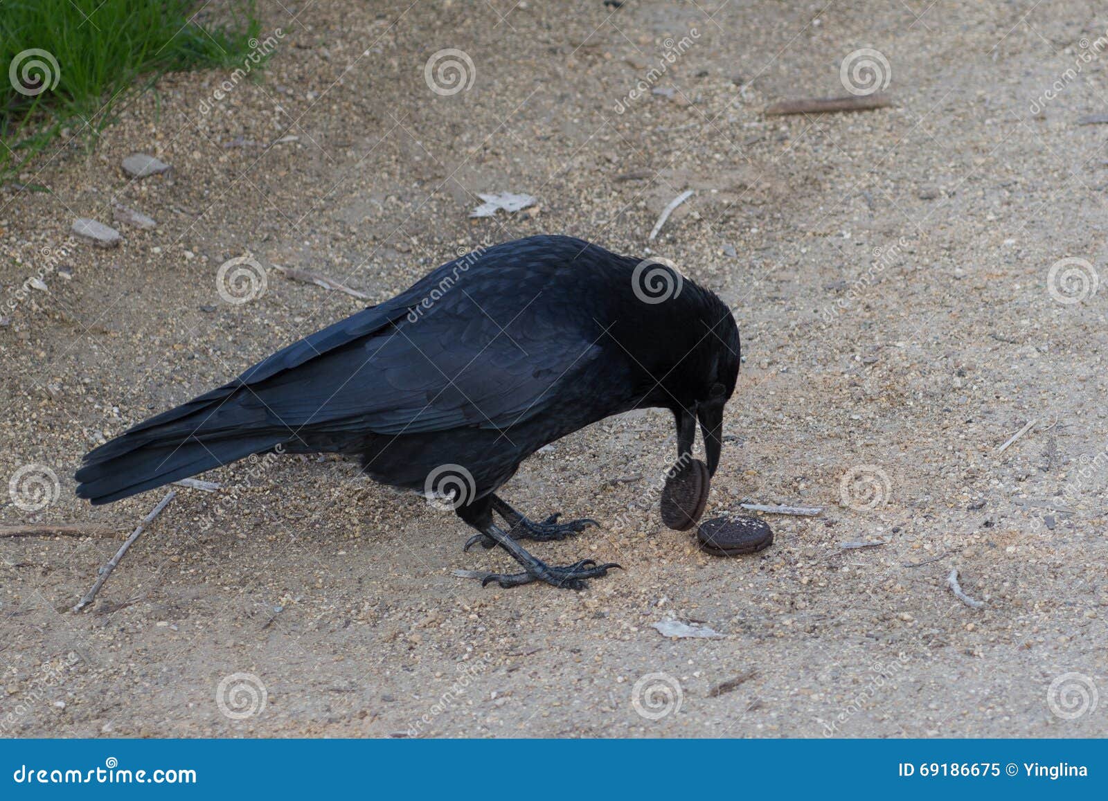 Black Crow is Stealing Biscuits Stock Image - Image of oreo, raven ...