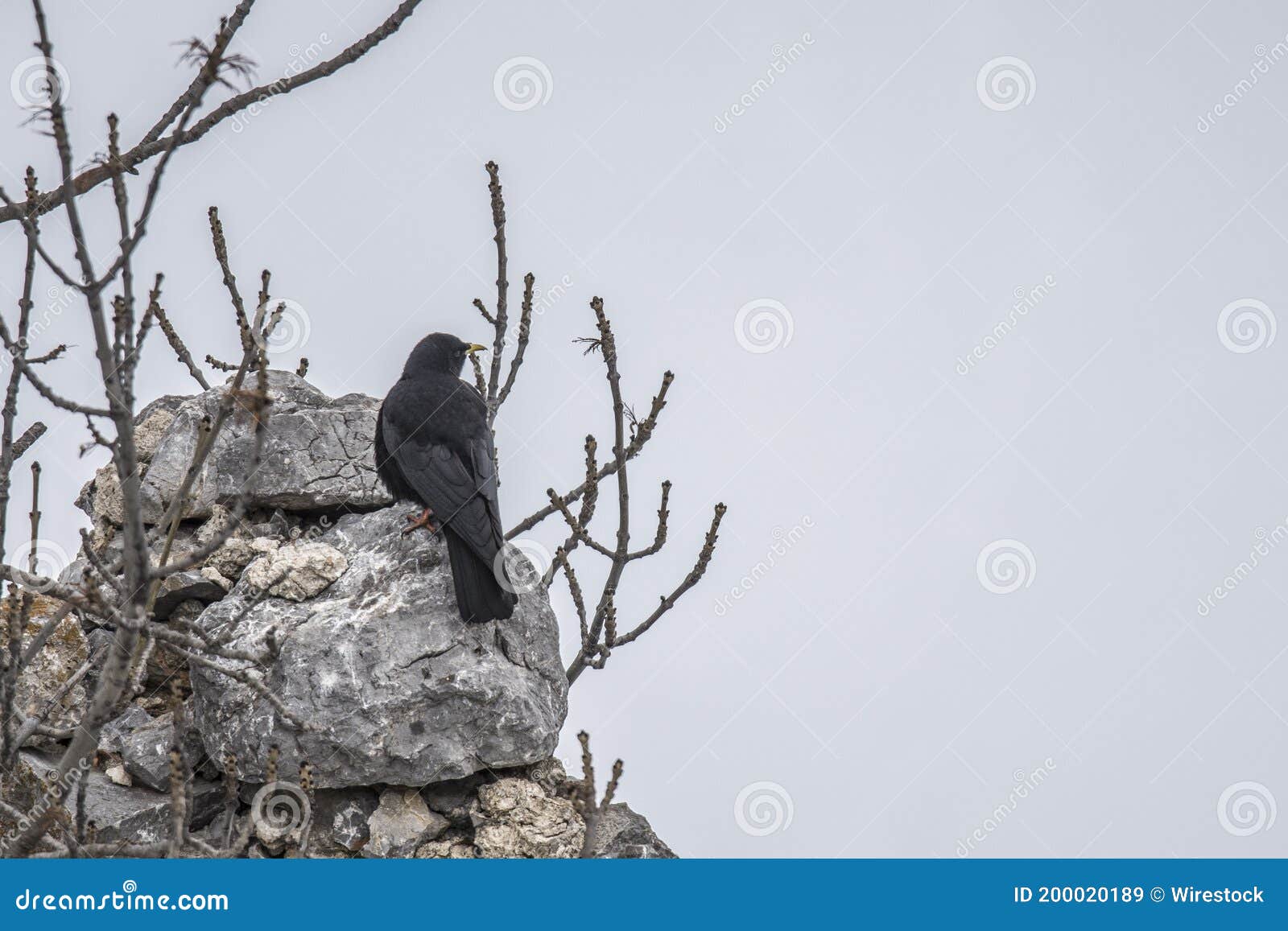 Black crow on a stone stock image. Image of view, nature - 200020189