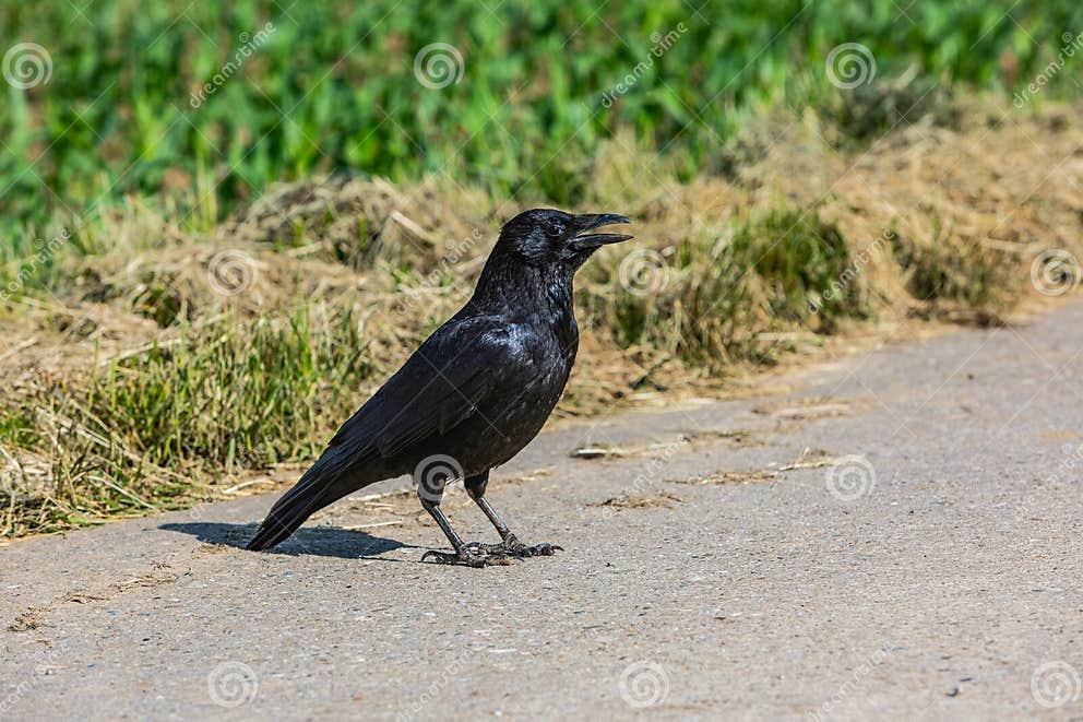 Black Crow in Summer with Open Beak Stock Image - Image of beak, close ...