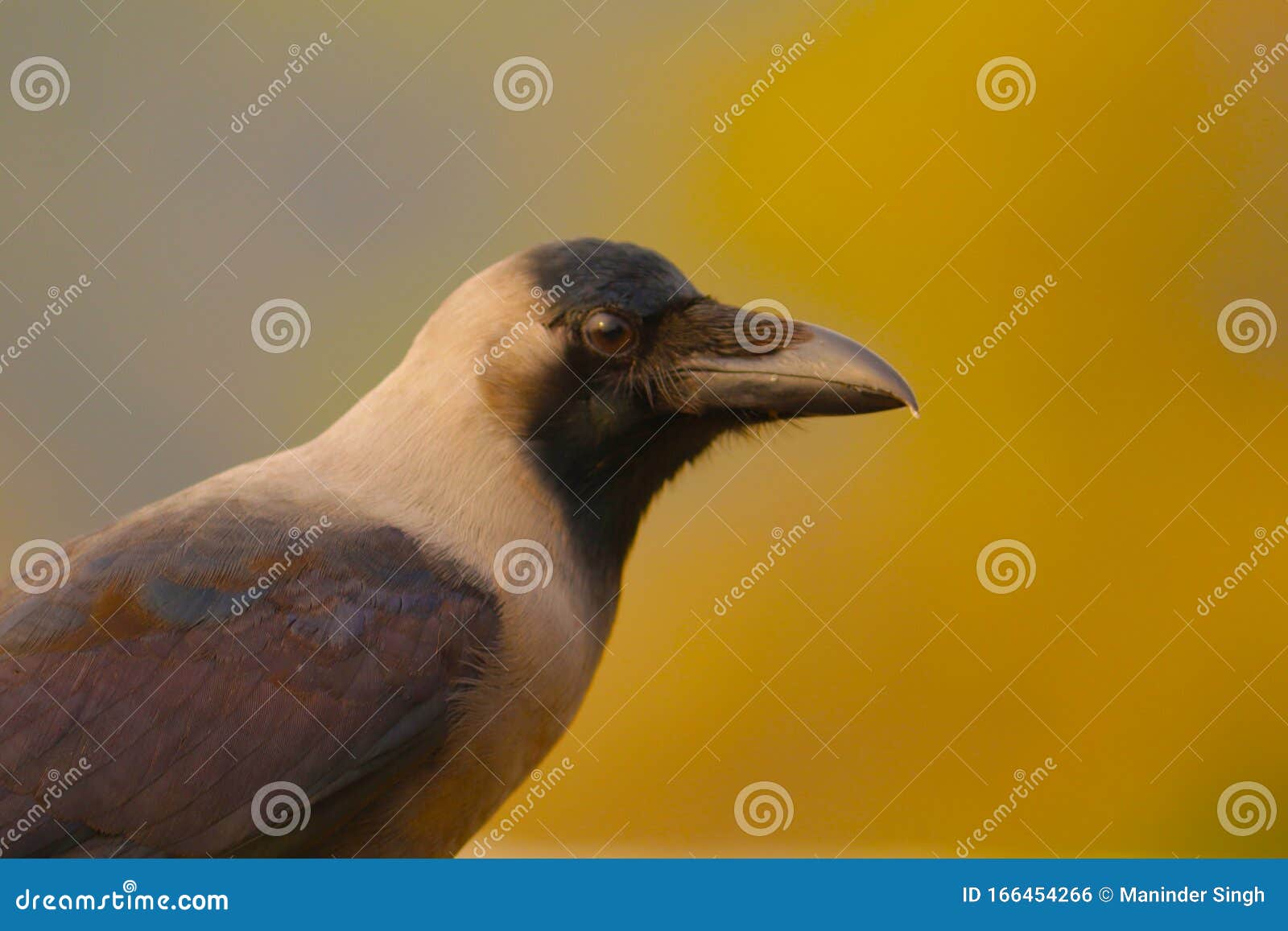 Black Crow bird. stock photo. Image of common, colorful - 166454266