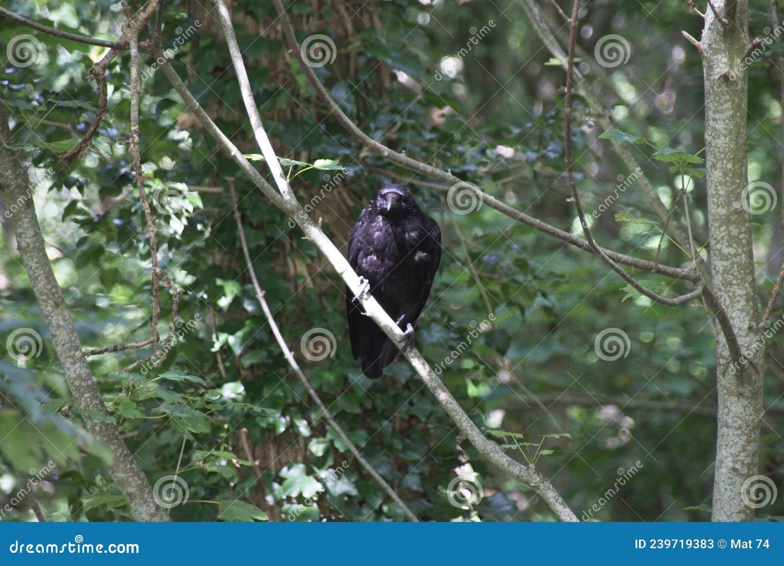 Black crow in the tree stock image. Image of closeup - 239719383
