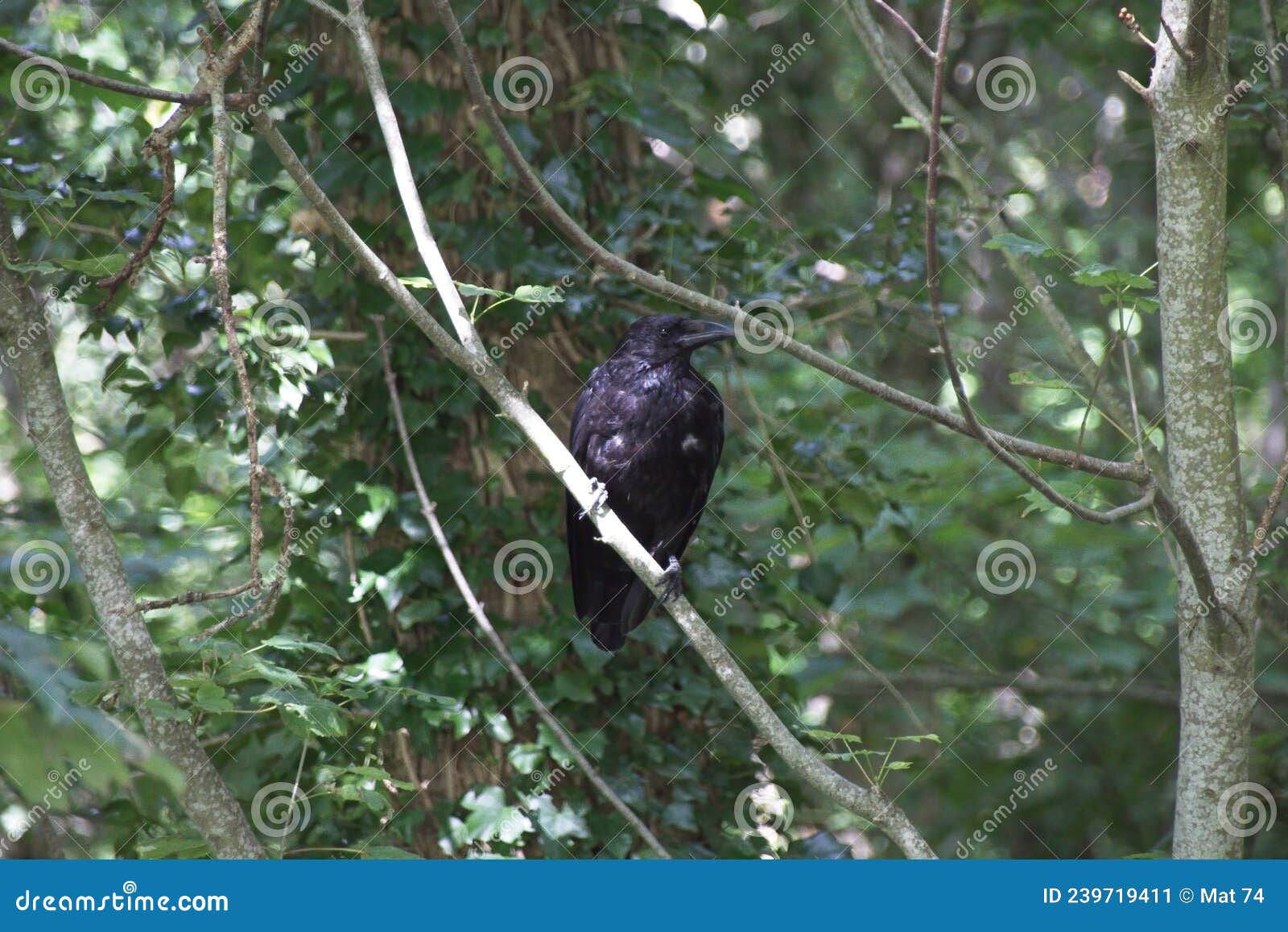 Black crow in the tree stock image. Image of dragonfly - 239719411