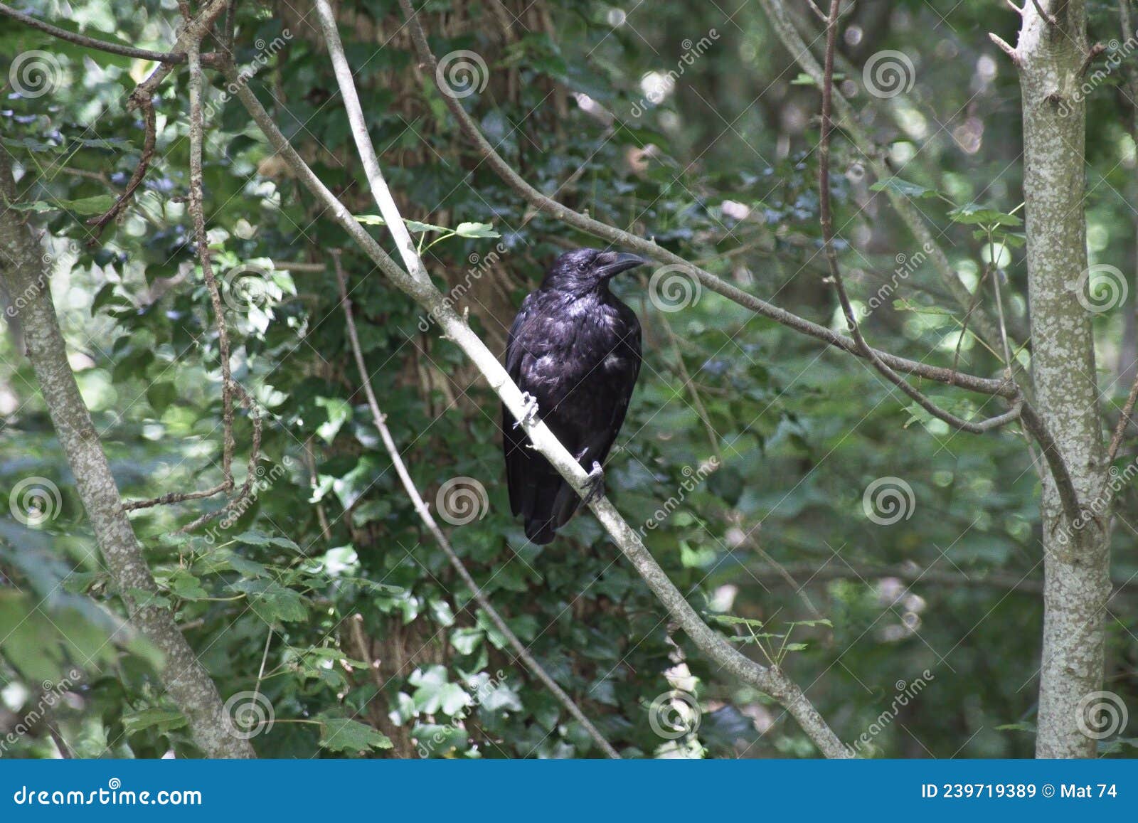 Black crow in the tree stock image. Image of bird, kingfisher - 239719389