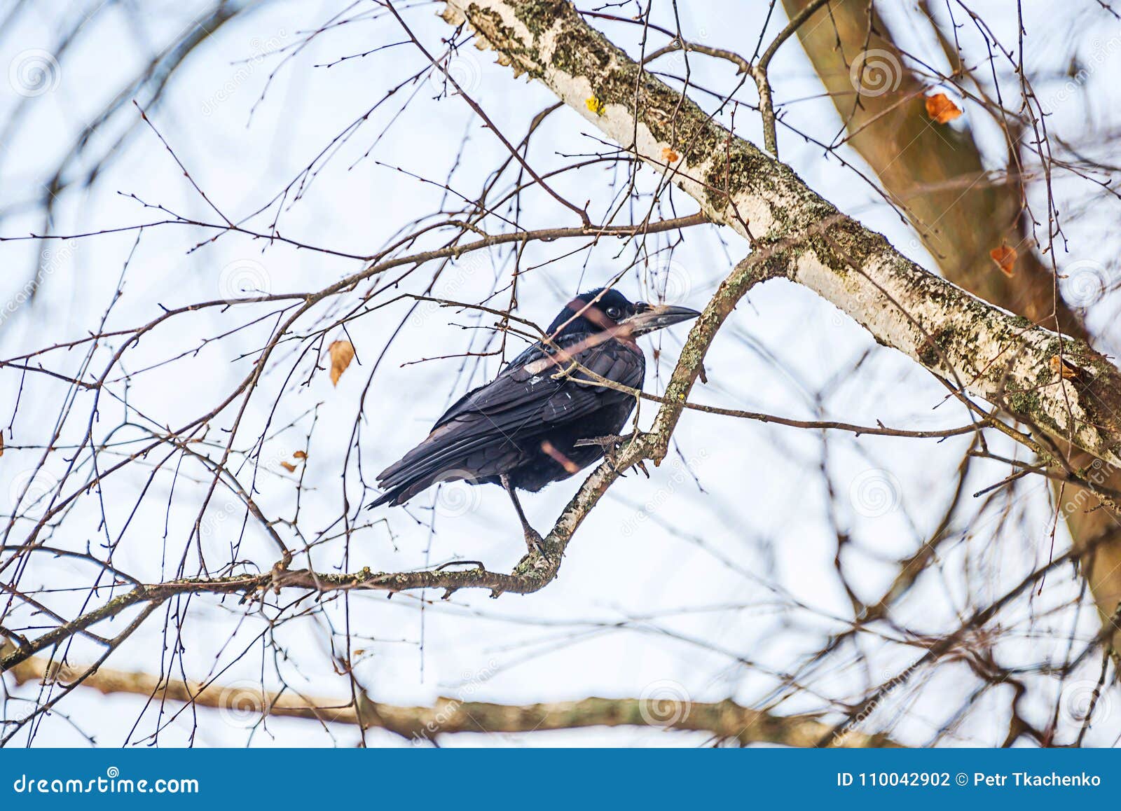 Black Crow on a tree stock photo. Image of magpie, corvus - 110042902