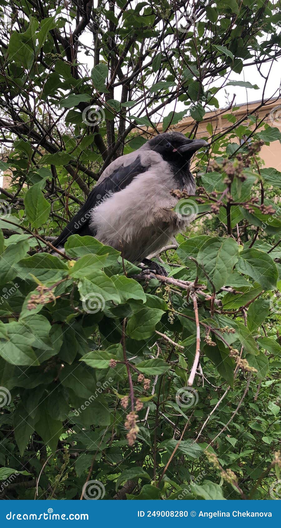 A black crow on a tree stock photo. Image of feather - 249008280