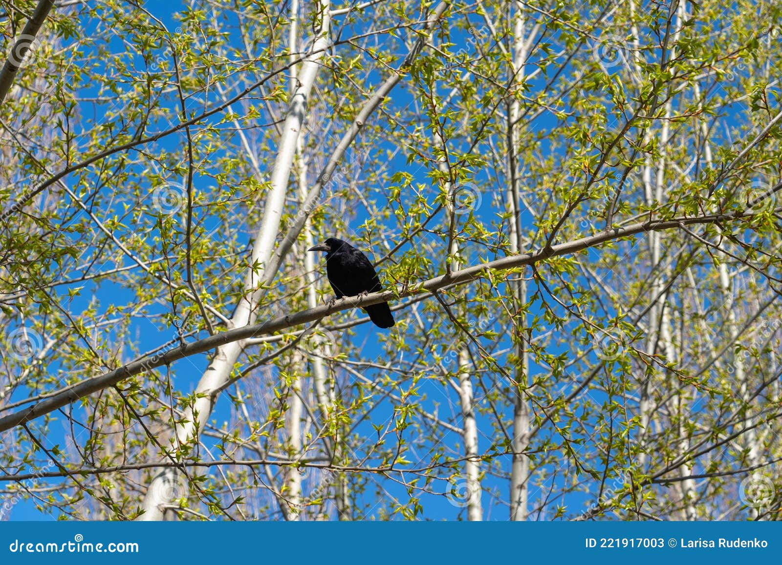 Black Crow on a Tree Branch in Springtime Stock Image - Image of leaf ...