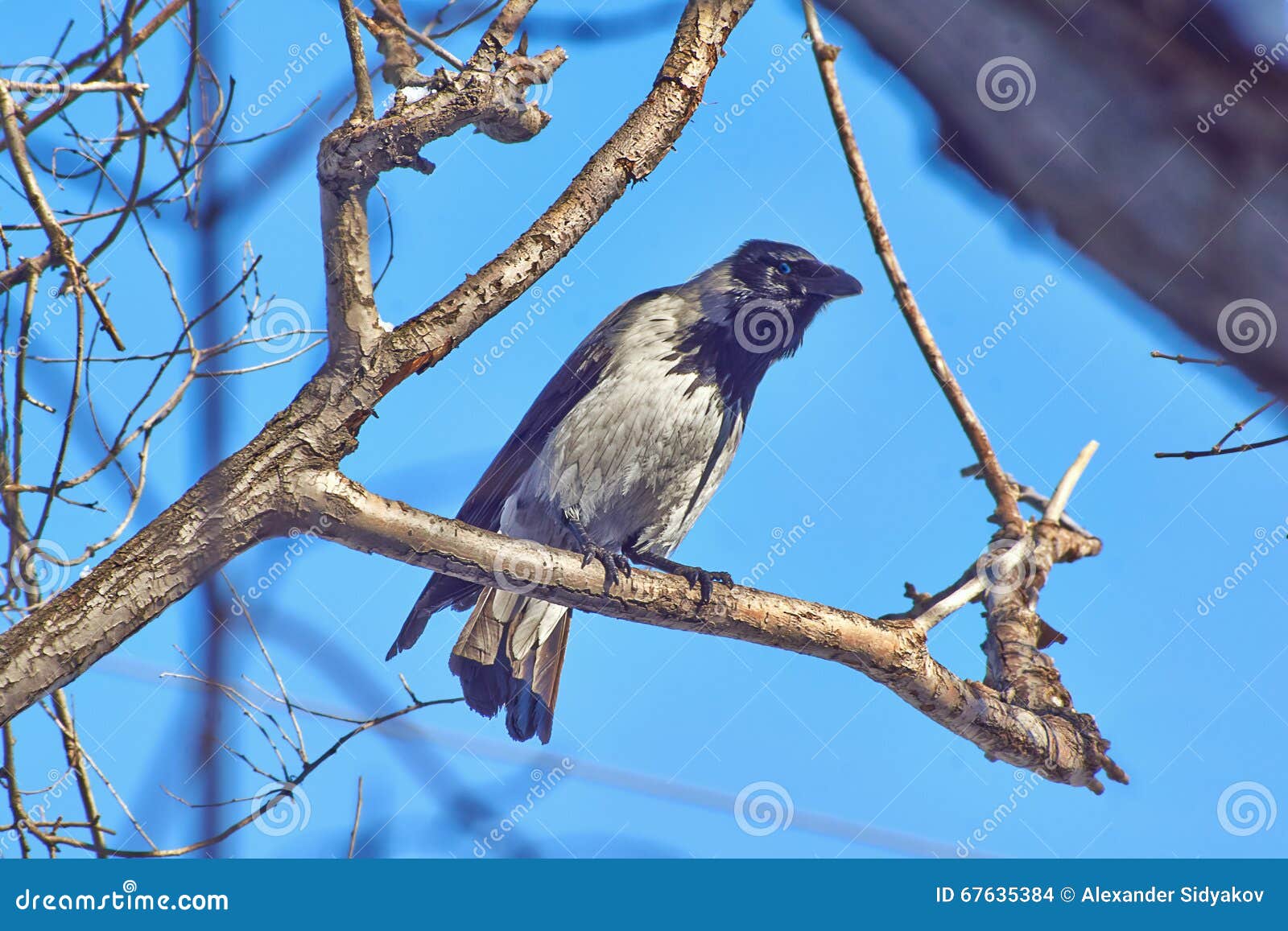 Black crow on a tree. stock photo. Image of birds, background - 67635384