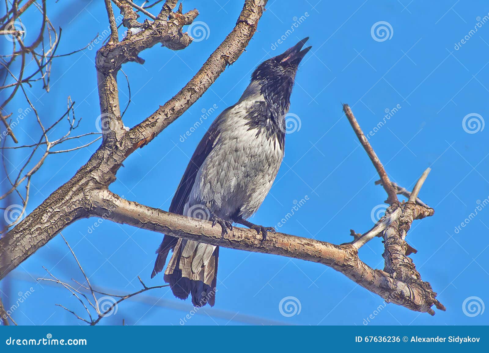Black crow on a tree. stock photo. Image of loneliness - 67636236