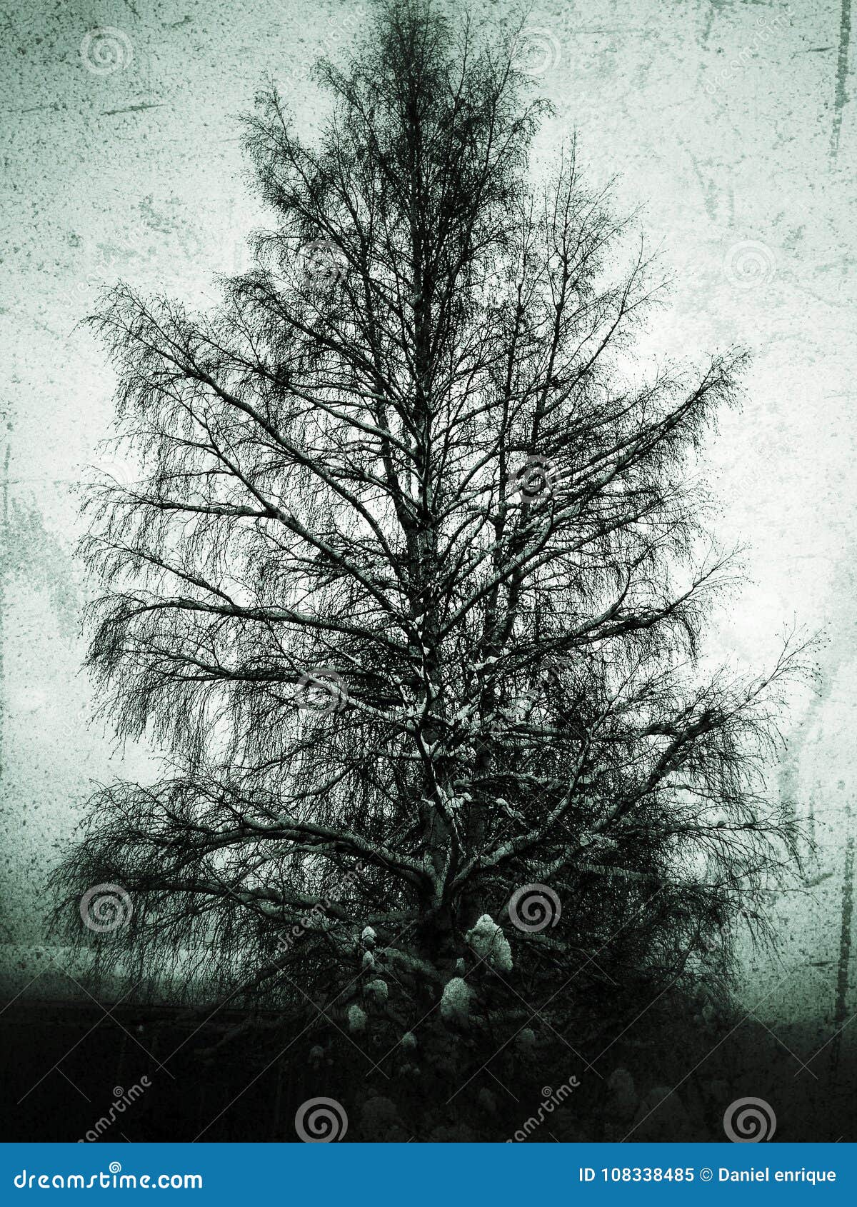 Black crow stock image. Image of crow, shadow, negro - 108338485