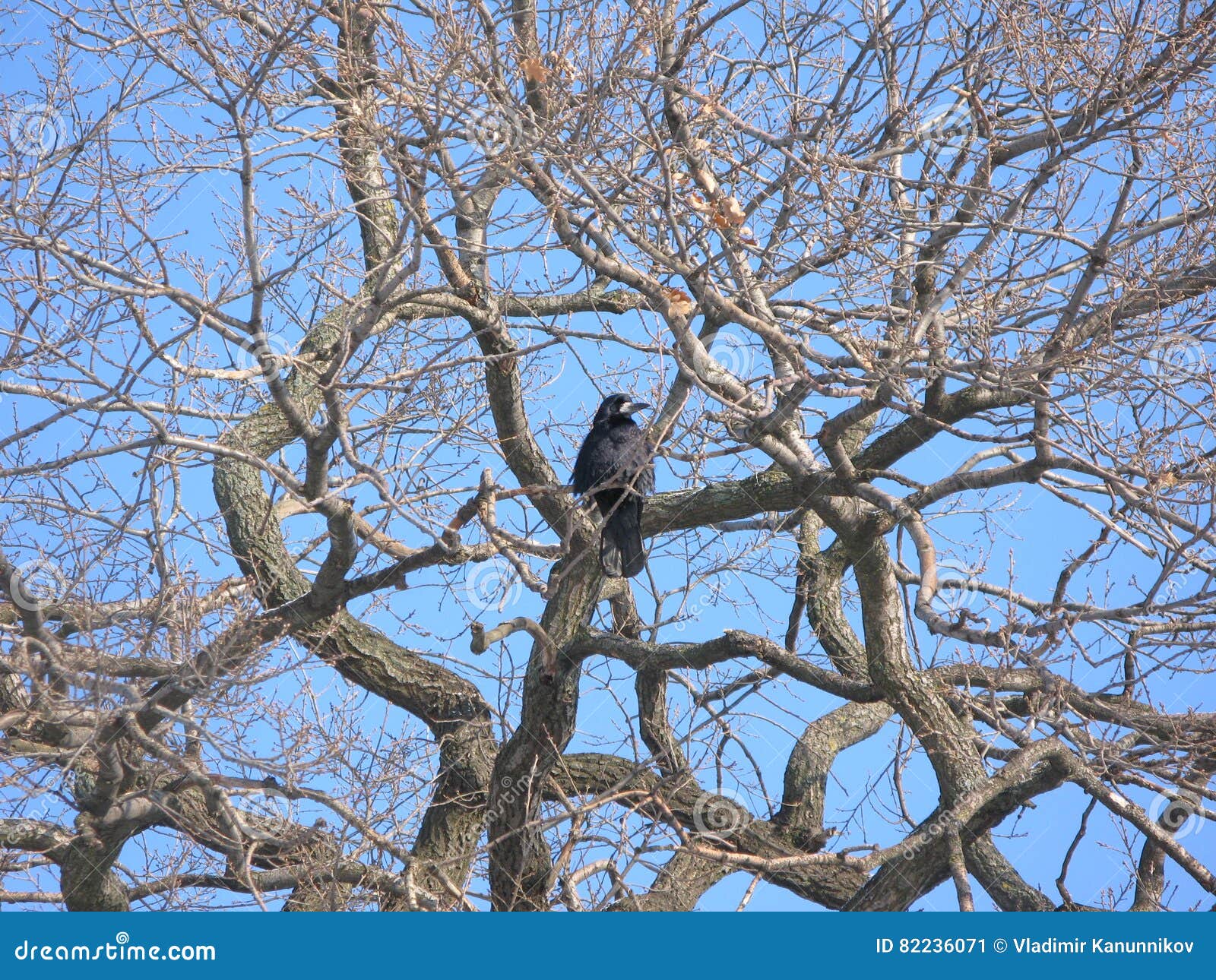 Black crow on a tree stock image. Image of cloudless - 82236071