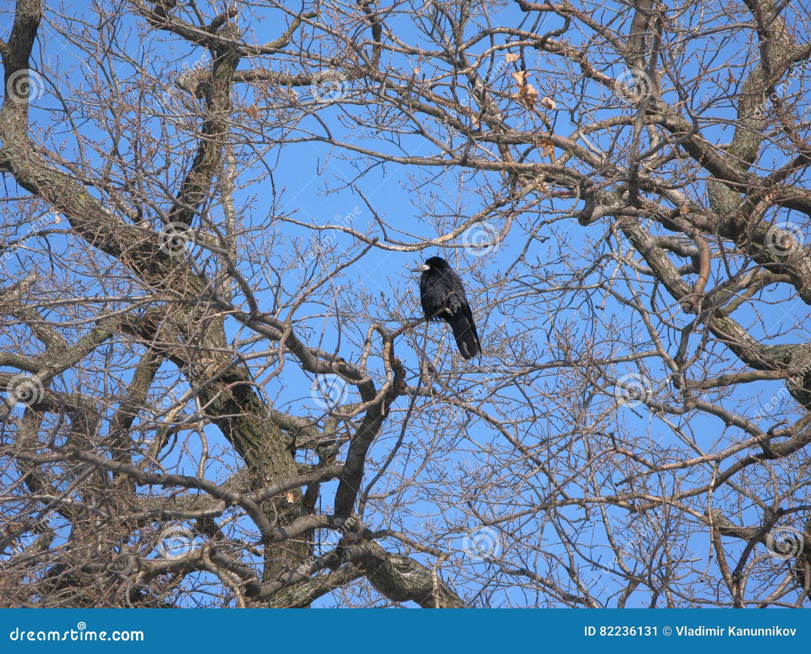 Black crow on a tree stock image. Image of frost, park - 82236131