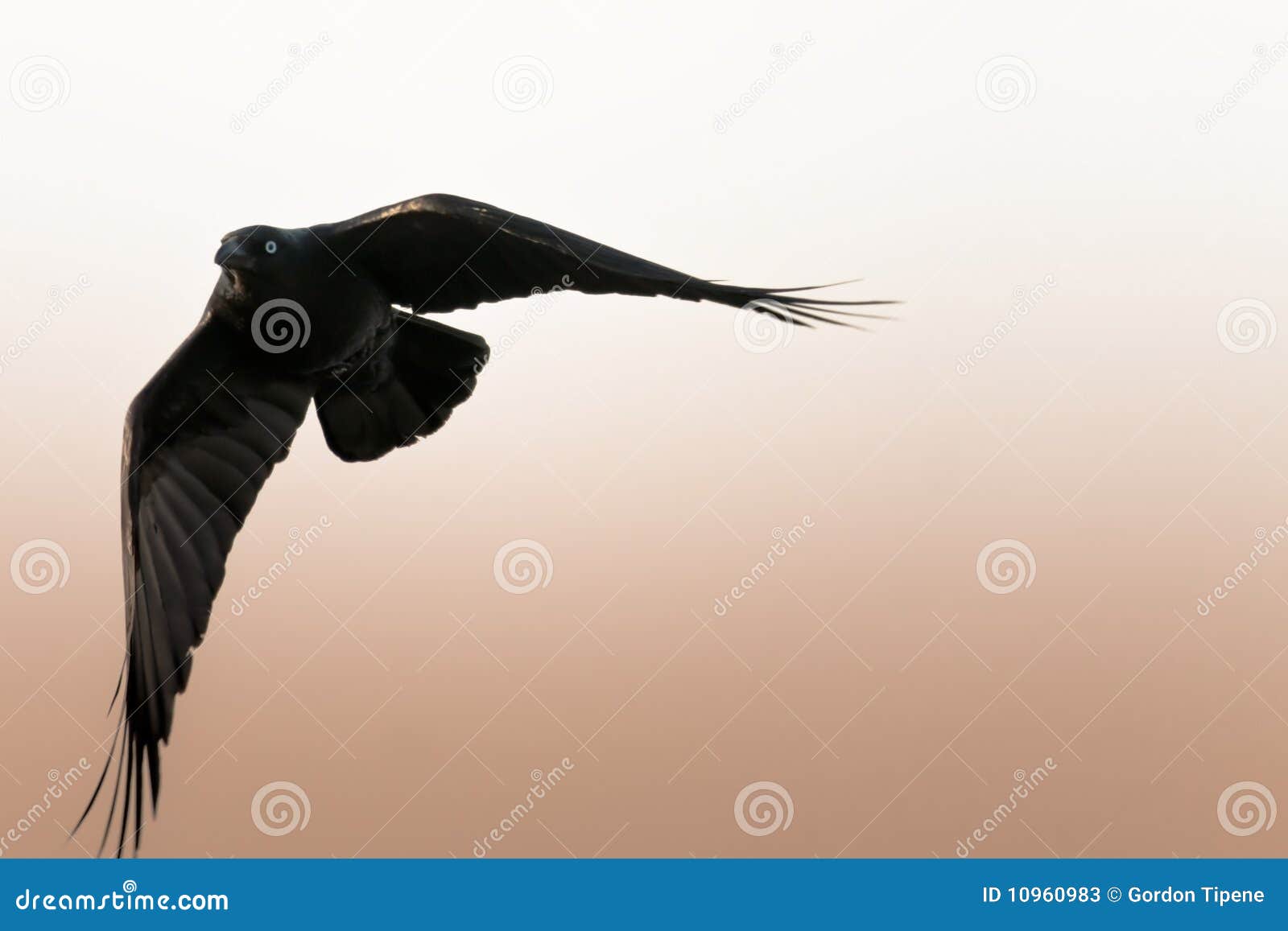 Black Crow Turning in Flight Stock Image - Image of passerine, corvus ...