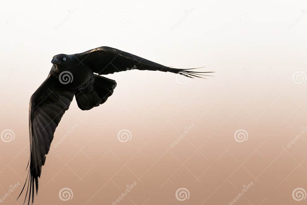 Black Crow Turning in Flight Stock Image - Image of passerine, corvus ...