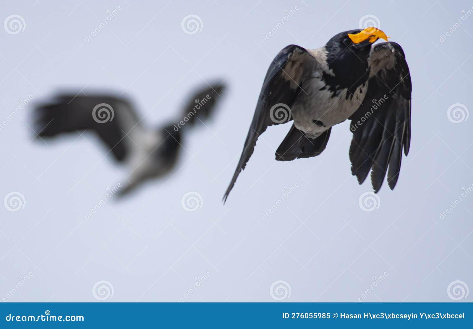 Black Crow Two Crows Fighting for Food Stock Image - Image of nature ...