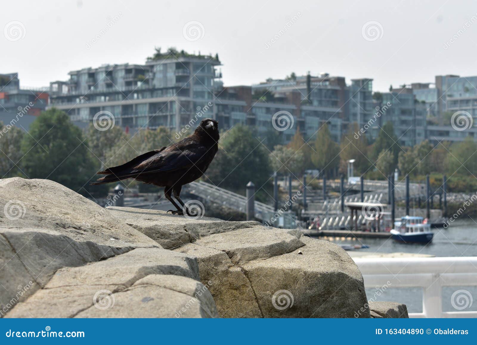 Crow Staring in Front of Buildings Stock Photo - Image of black ...