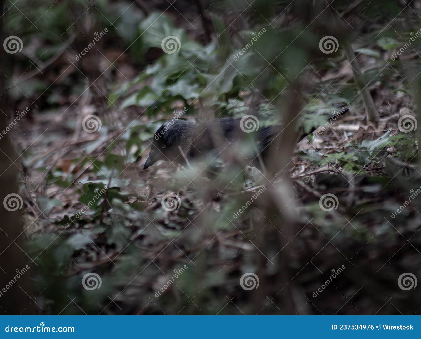 Black Crow Visible on a Field Behind Bushes Stock Photo - Image of ...