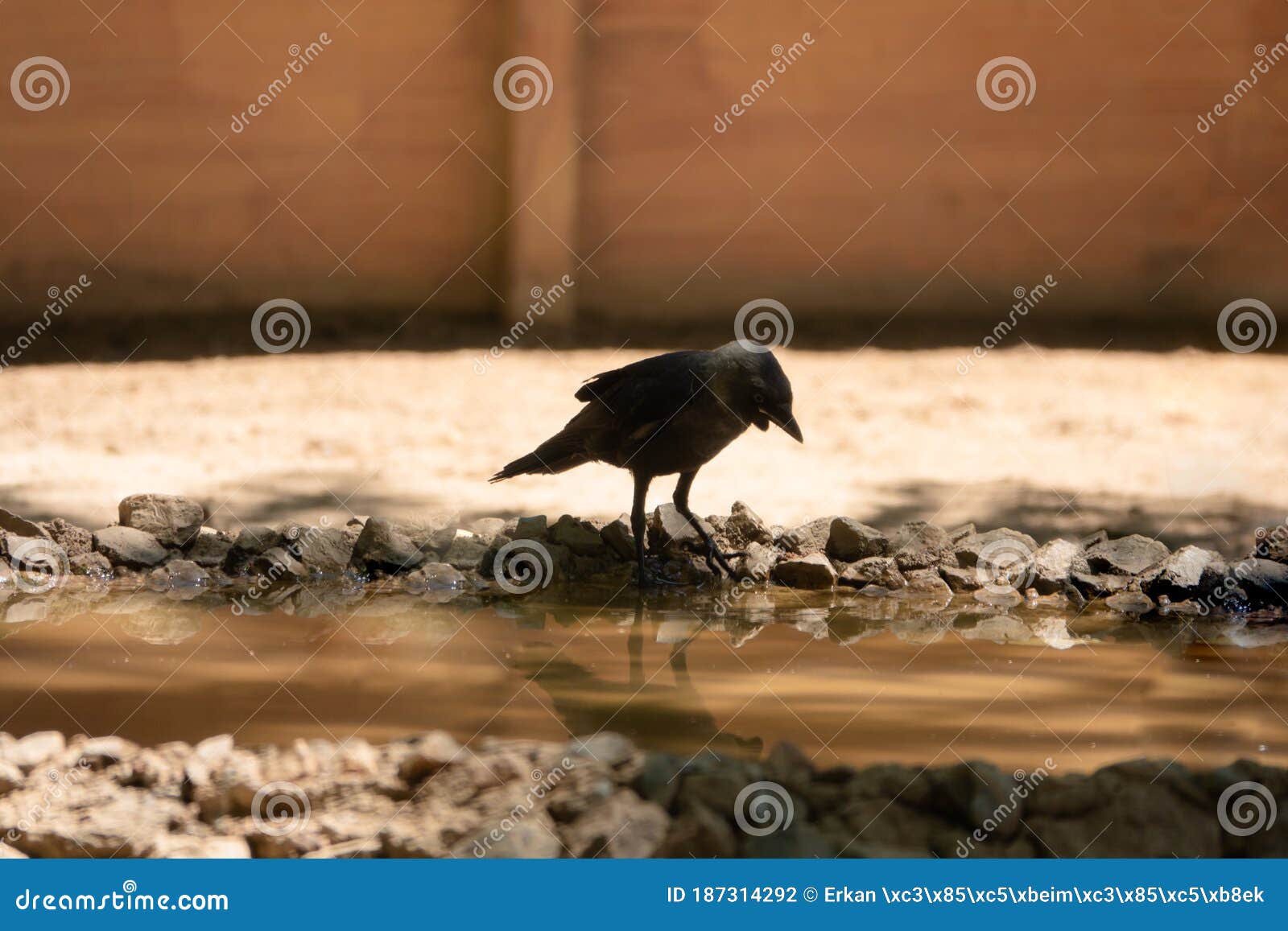 Black Crow Waiting at the Pond Under the Sun Stock Photo - Image of ...