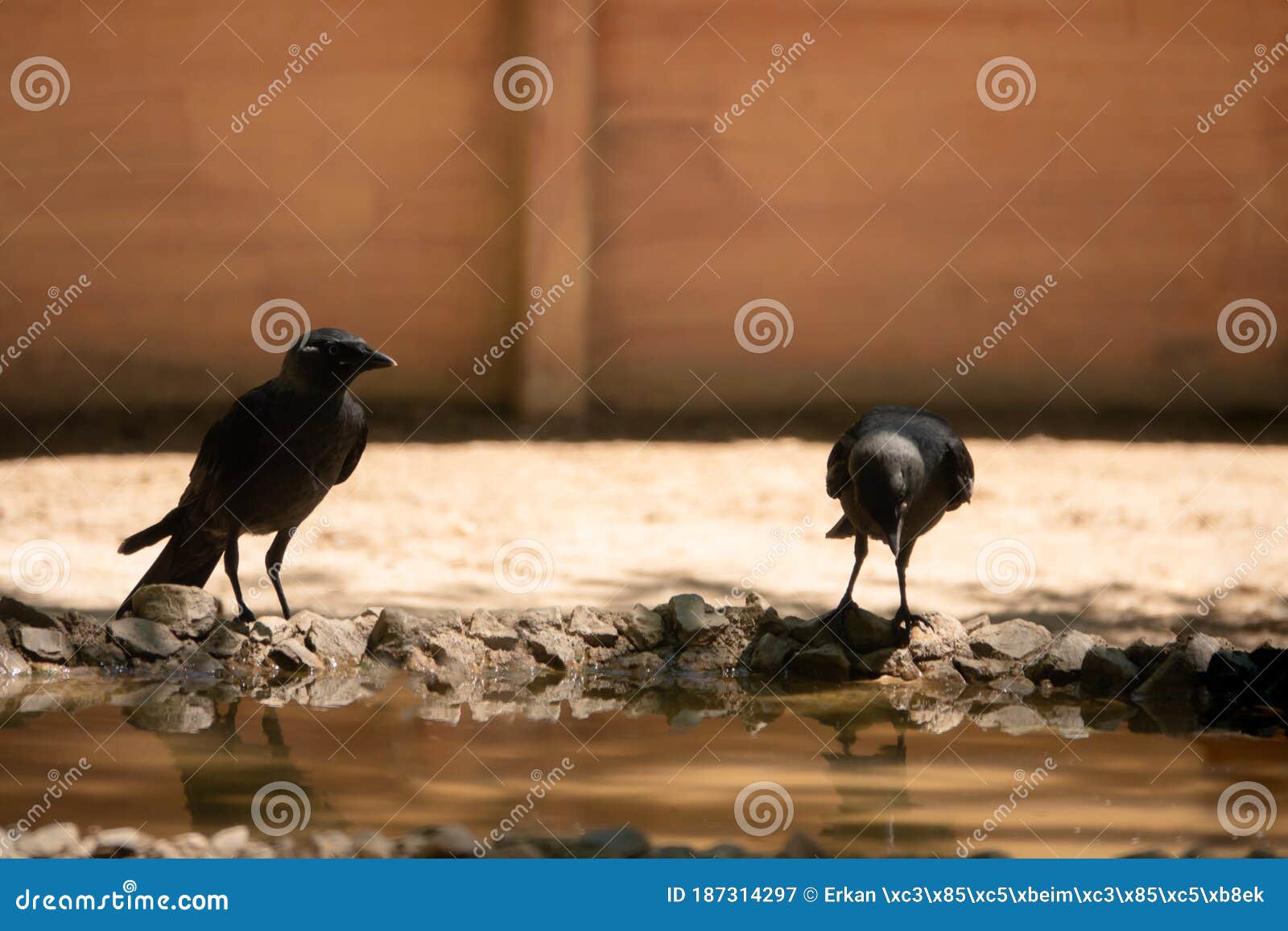 Black Crow Waiting at the Pond Under the Sun Stock Image - Image of ...
