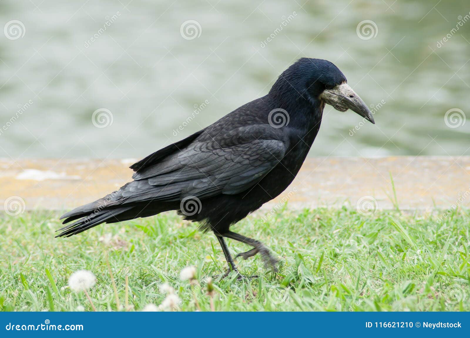 Black Crow Walking in Border Water Stock Photo - Image of corvidae ...