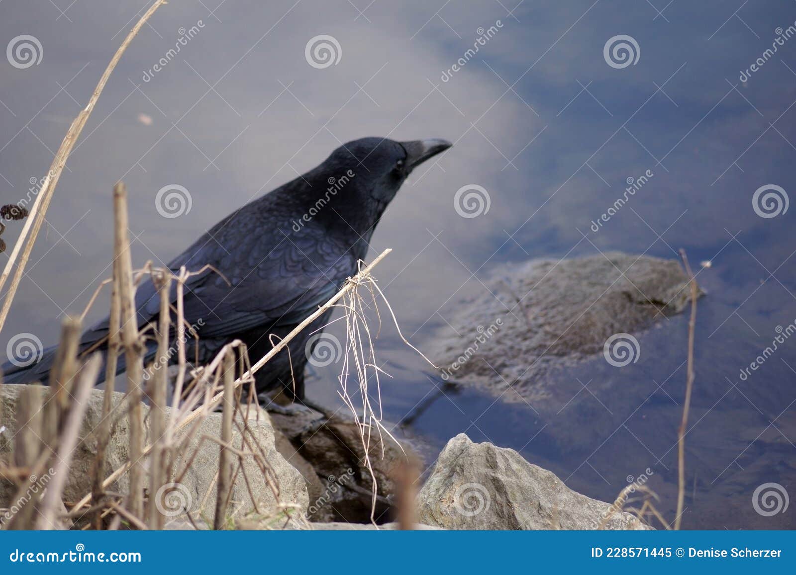 Black Crow Watching on Waters Edge Stock Image - Image of blackbird ...