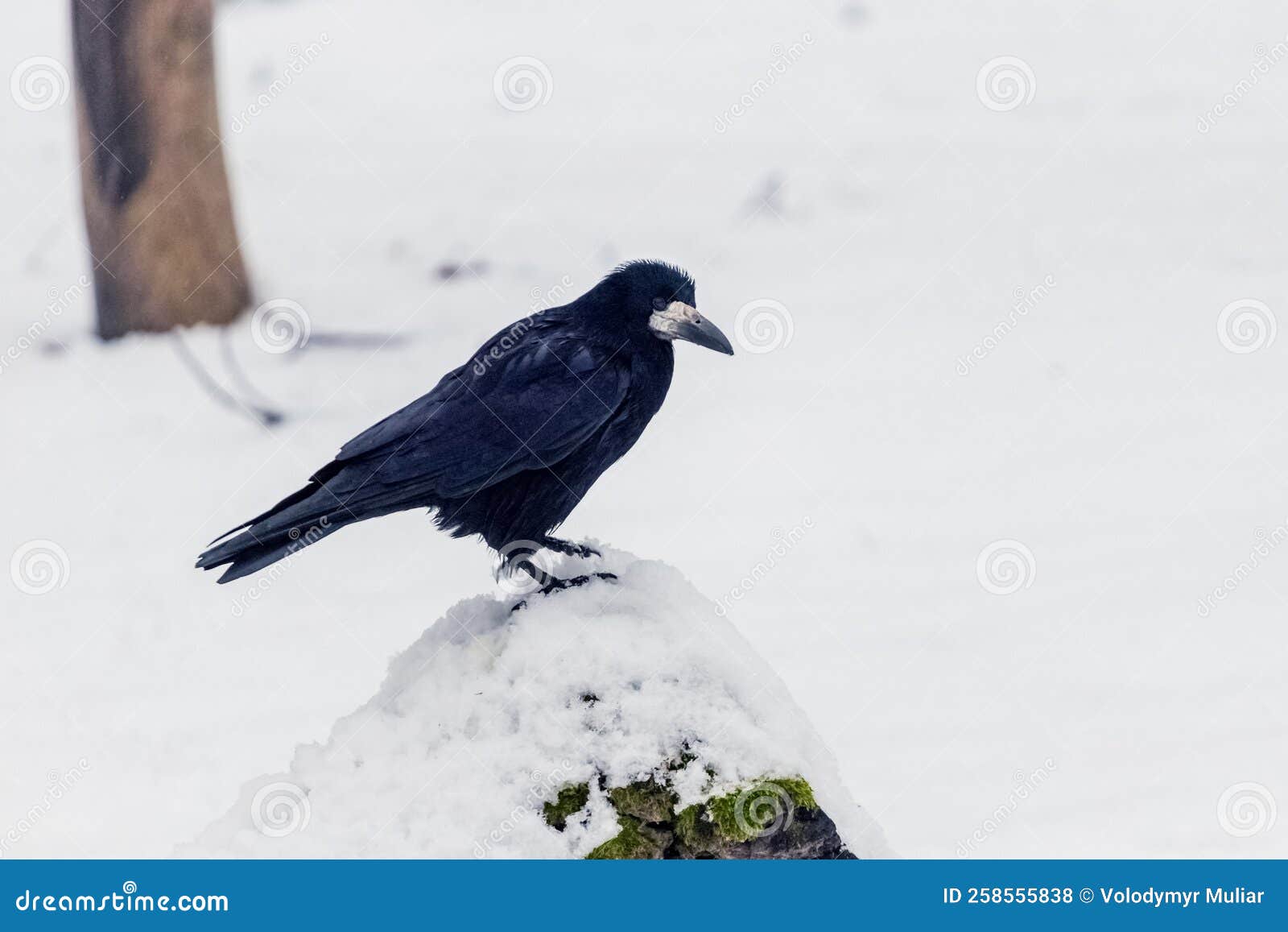 Black Crow in the Winter Park on the Snow Stock Photo - Image of ...