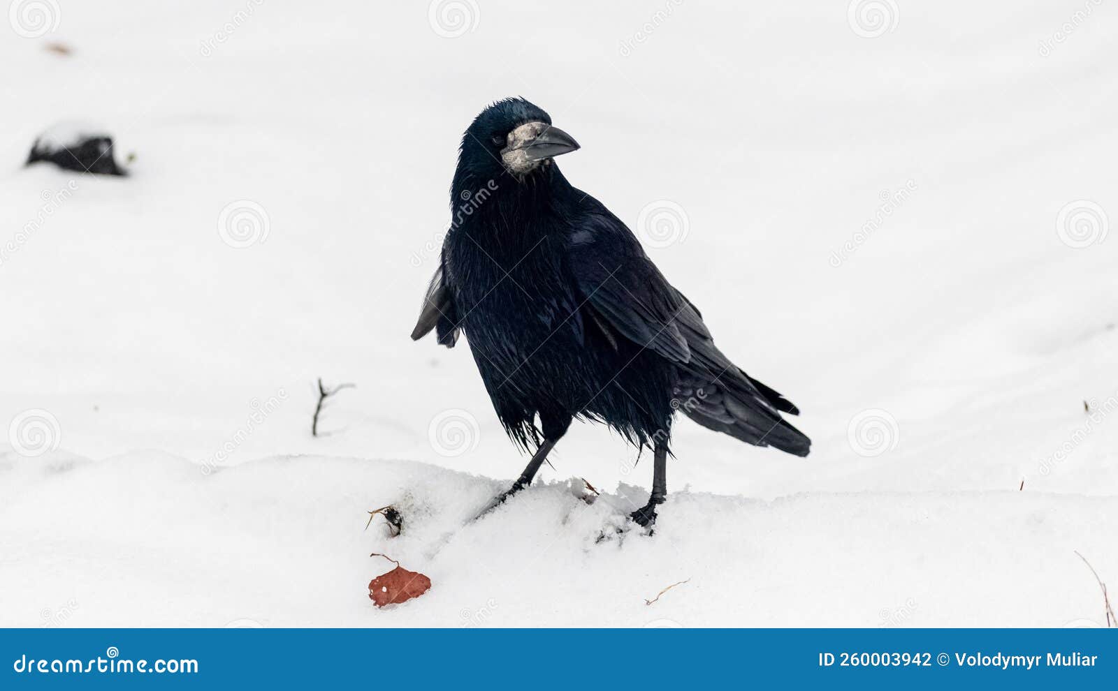 Black Crow in the Winter Park on the Snow Stock Photo - Image of ...
