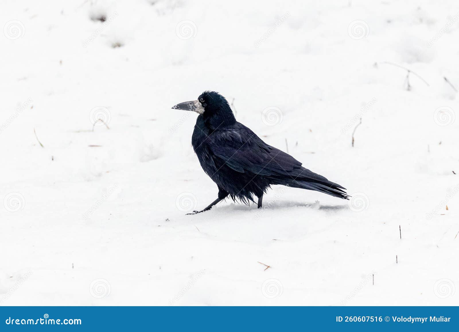 Black Crow in the Winter Park on the Snow Stock Photo - Image of beak ...