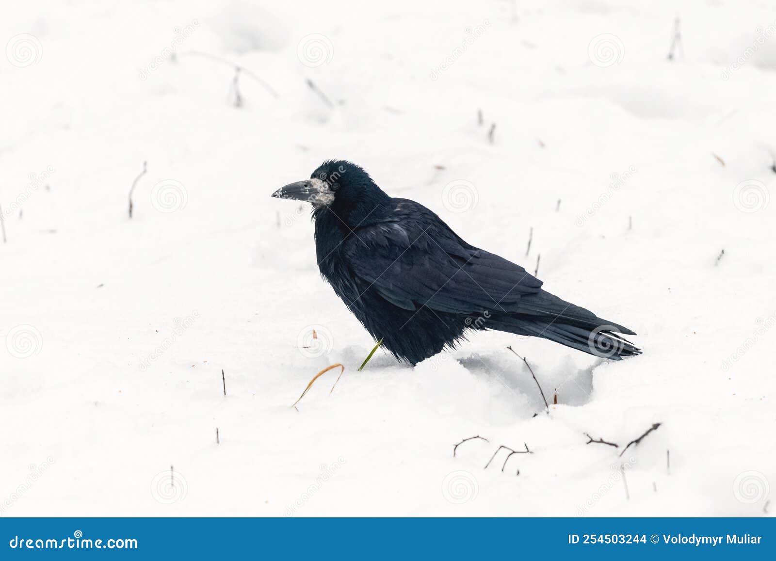 Black Crow in the Winter Park on the Snow in Cold Weather Stock Photo ...