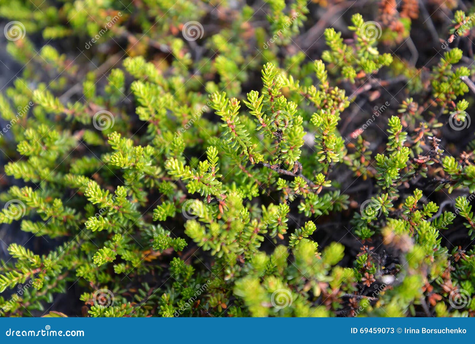 Black Crowberry (crowberry) (Empetrum Nigrum L.) Stock Image - Image of ...