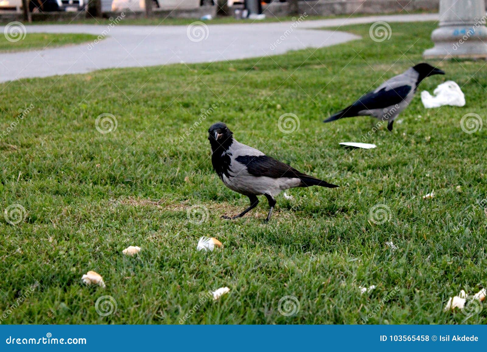 Black Crowl stock photo. Image of green, nature, gull - 103565458