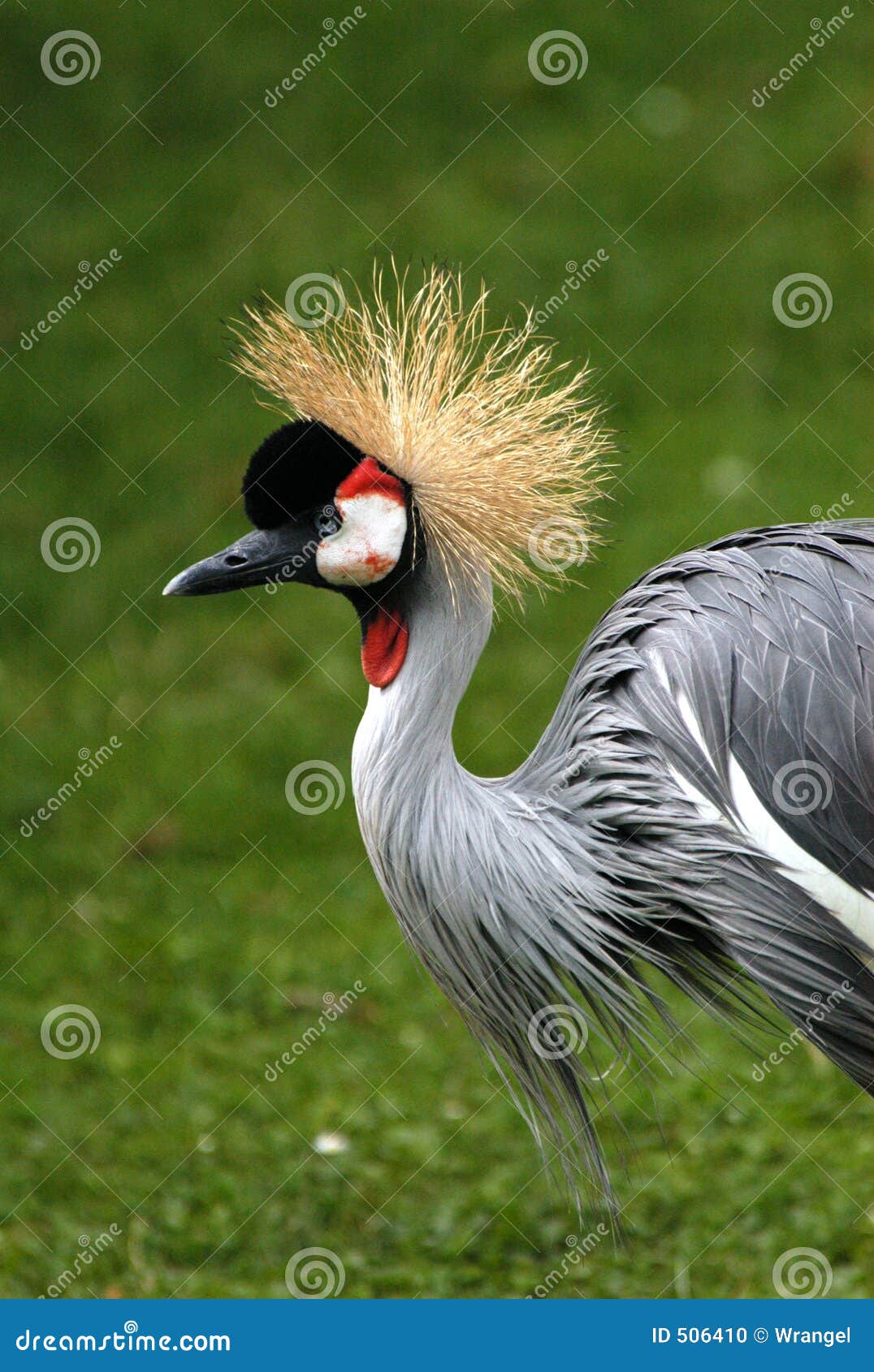 Black Crowned Crane Bird Royalty-Free Stock Photography | CartoonDealer ...