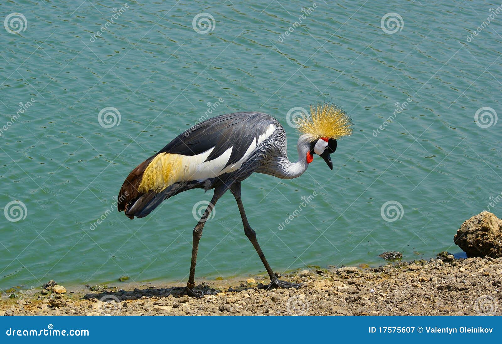 Black Crowned Crane bird stock image. Image of lake, crane - 17575607