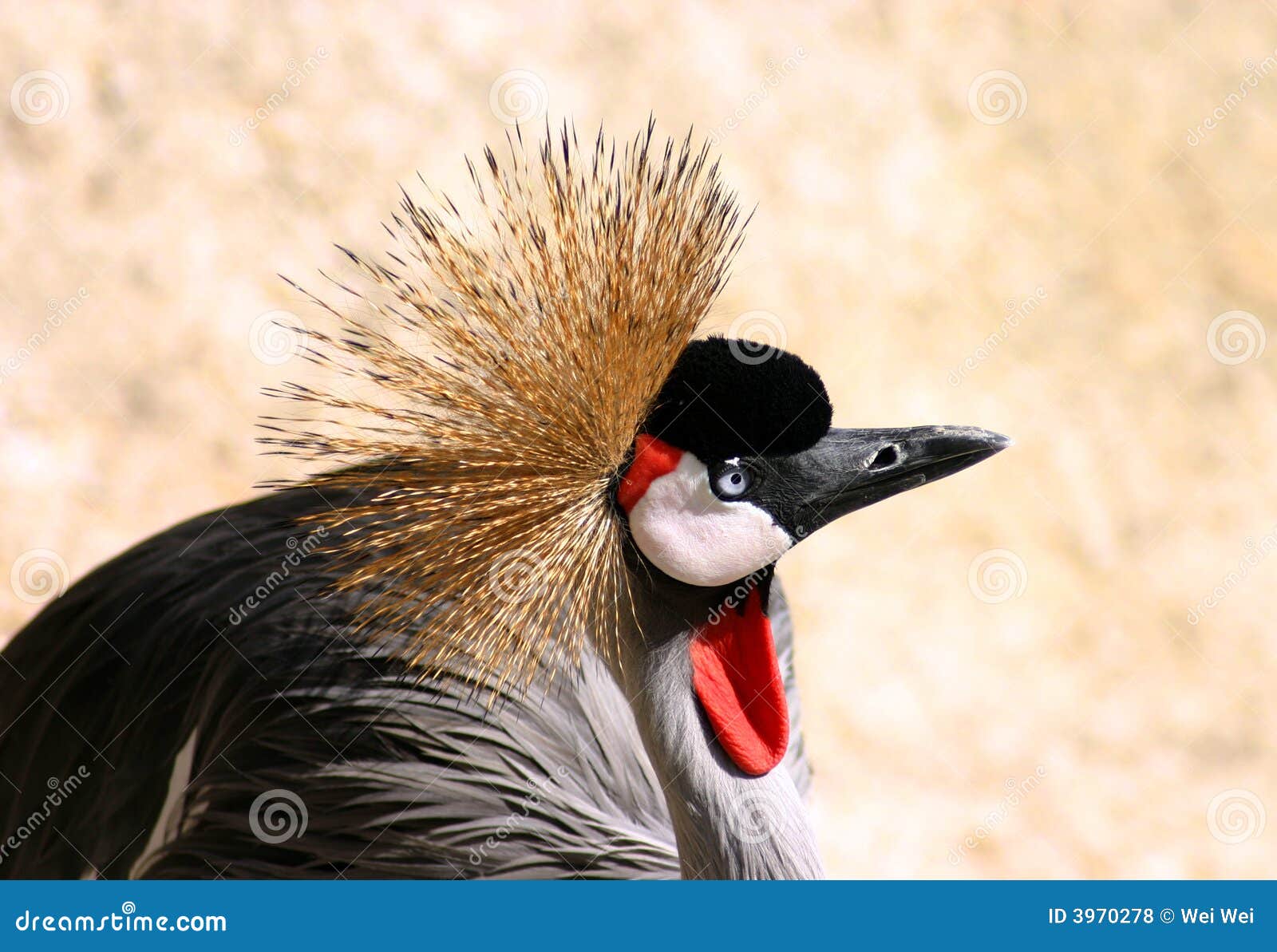 Black Crowned crane bird stock photo. Image of outdoor - 3970278