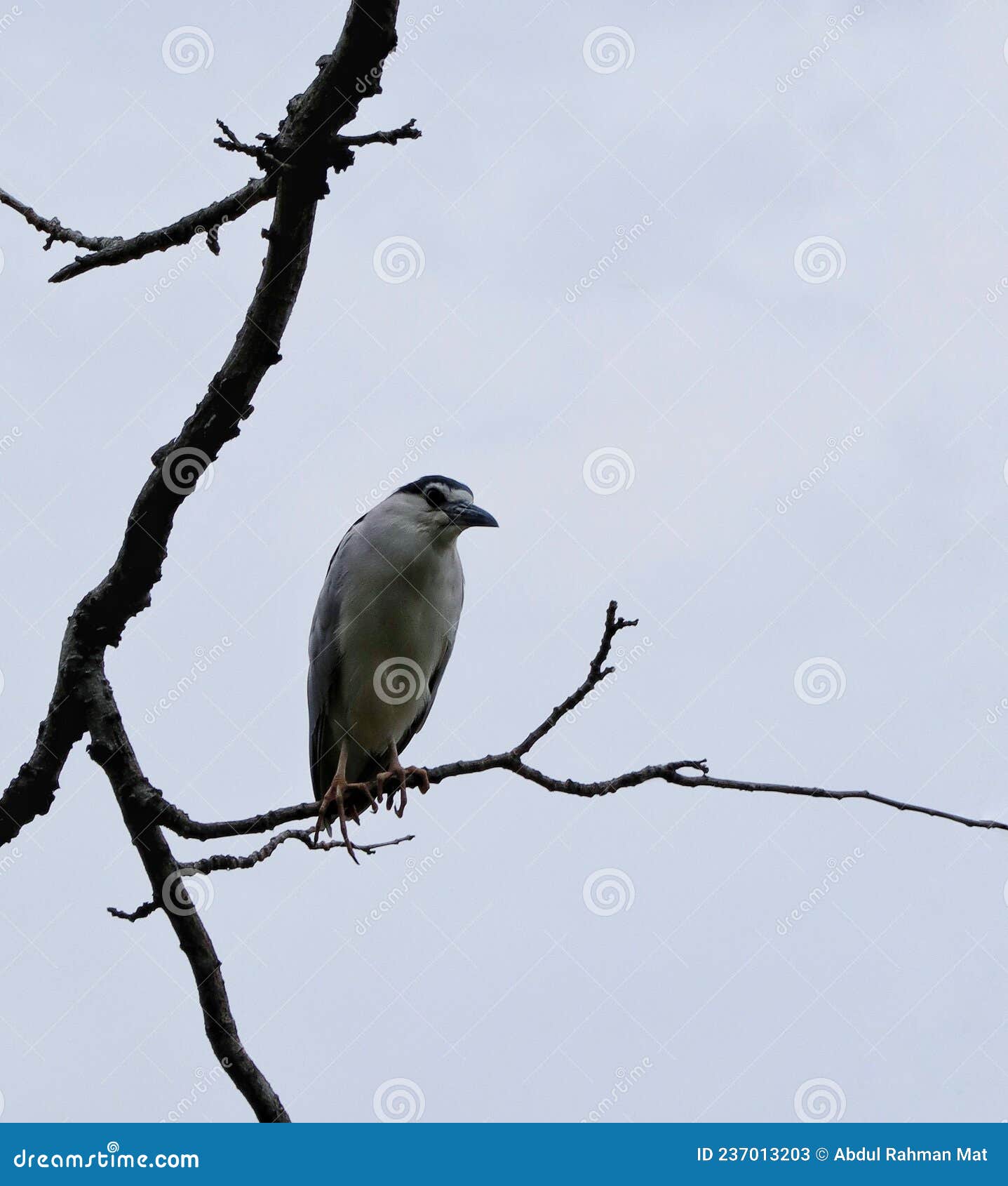 Black Crowned Night Heron Bird Perch on Tree Branch Stock Image - Image ...