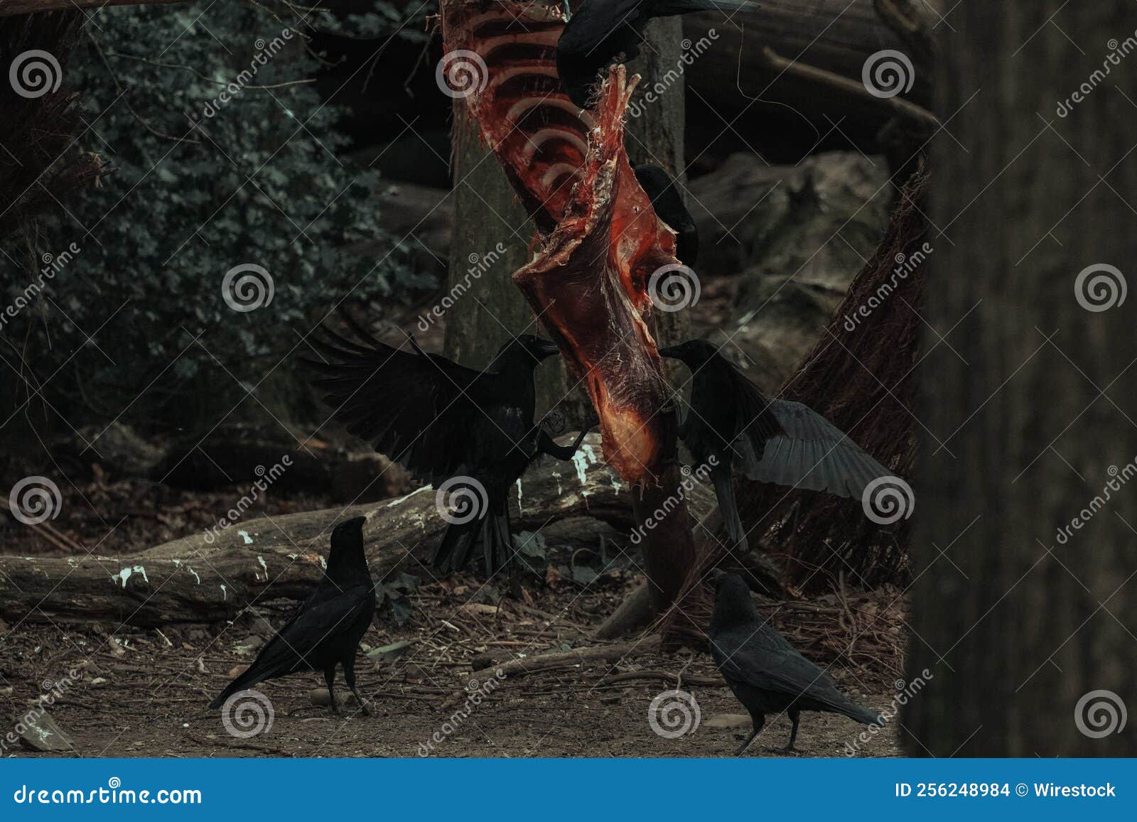 Black Crows Attacking the Carcass of an Animal Stock Photo - Image of ...