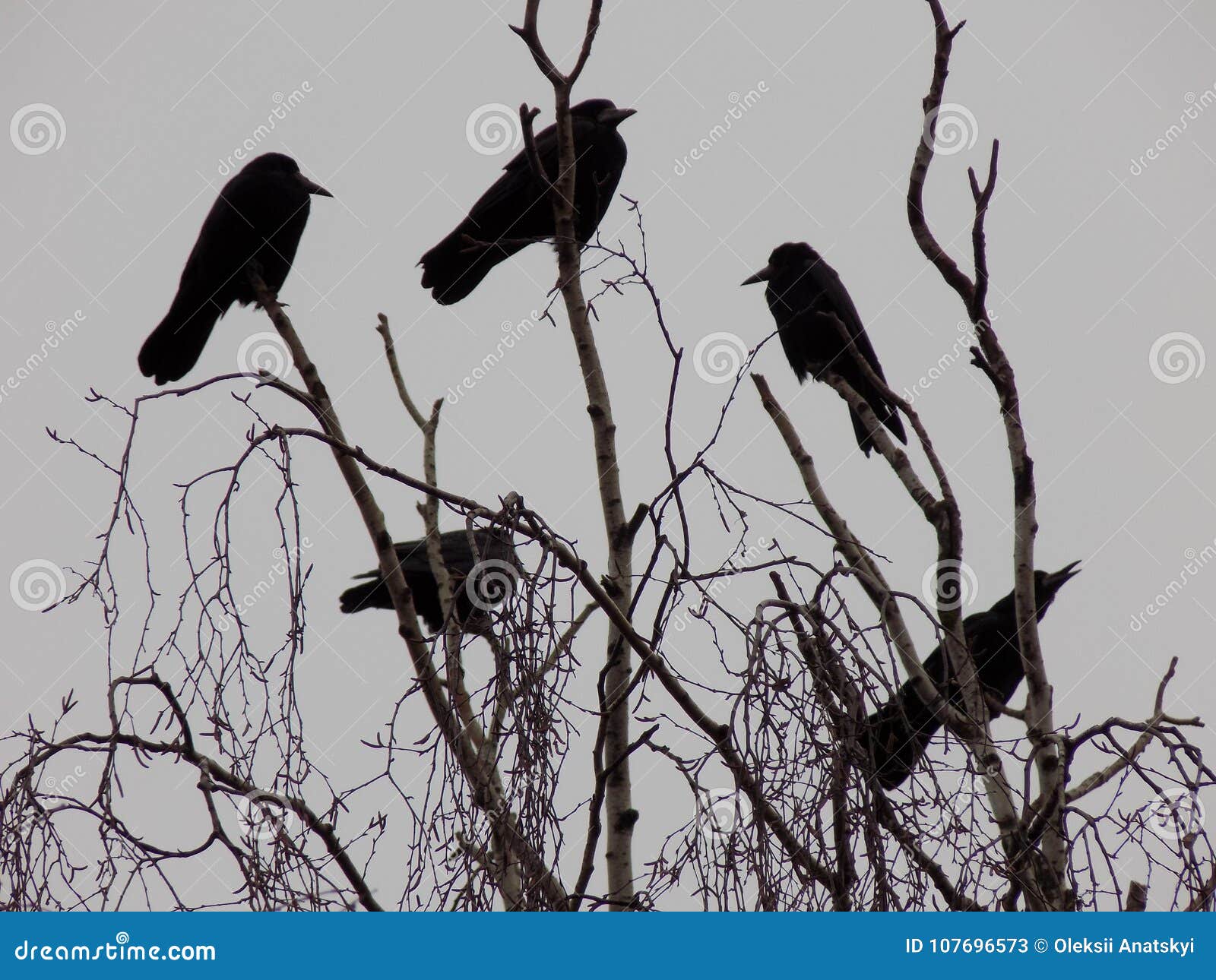 Black crows on branches stock image. Image of january - 107696573