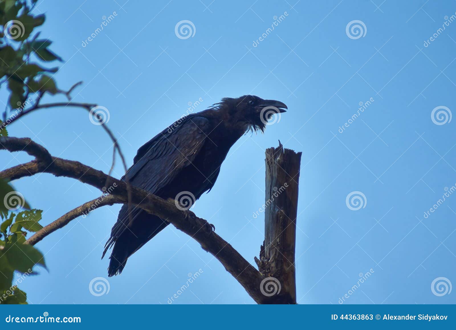 Black crows. stock image. Image of ominous, animals, bird - 44363863