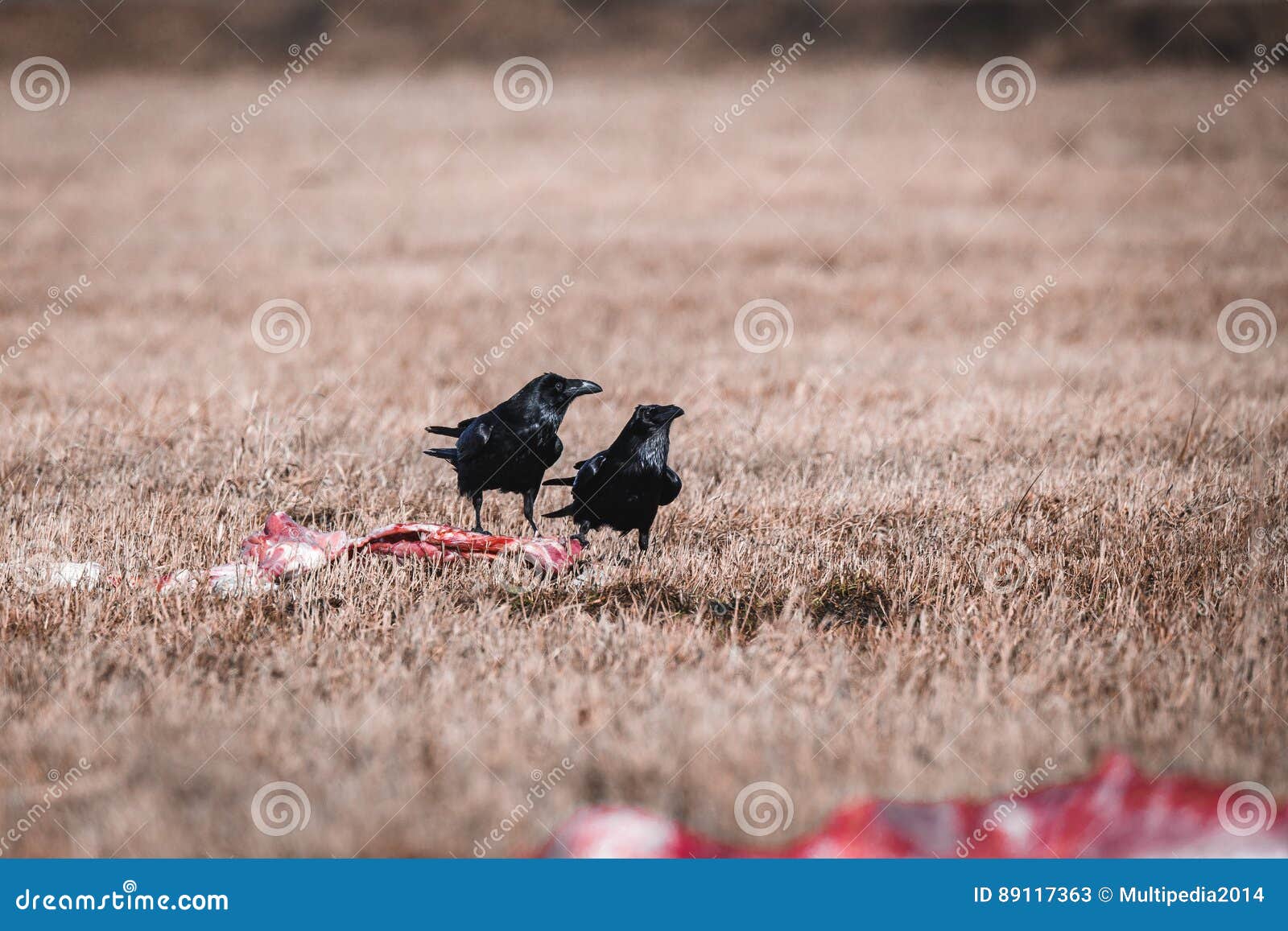 Black Crows Eating Carrion stock image. Image of nature - 89117363